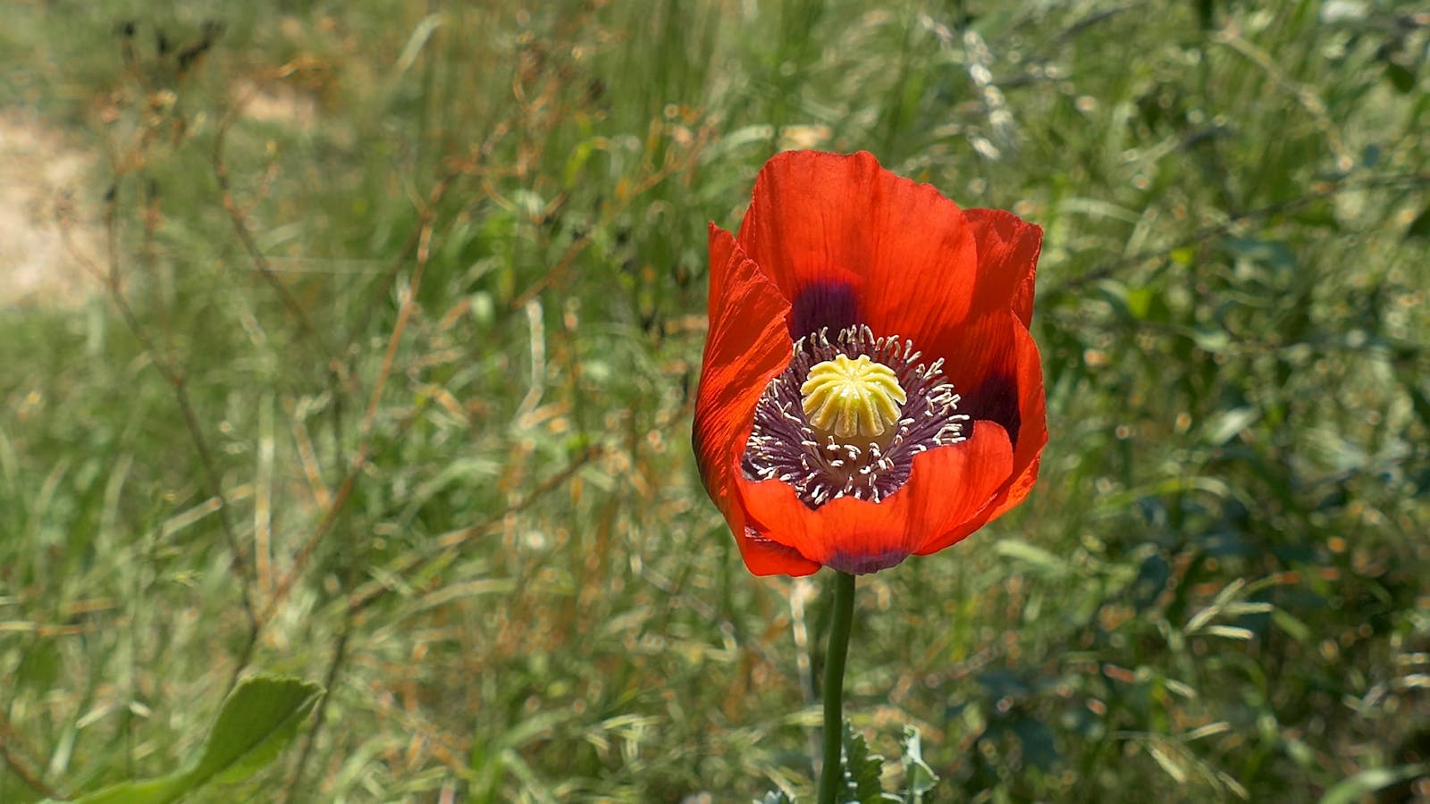 Asthetic Video Hd 4k Flower Videos, Download The BEST Free 4k Stock ...