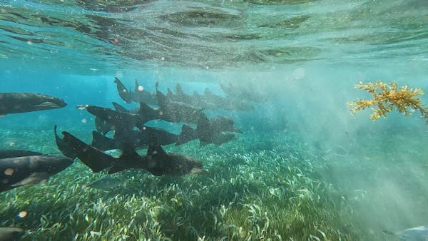 Belize Videos, Download The BEST Free 4k Stock Video Footage & Belize ...