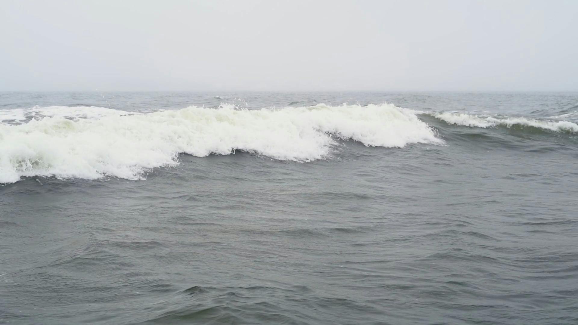 Dolphin Surfing Videos, Download The BEST Free 4k Stock Video Footage ...