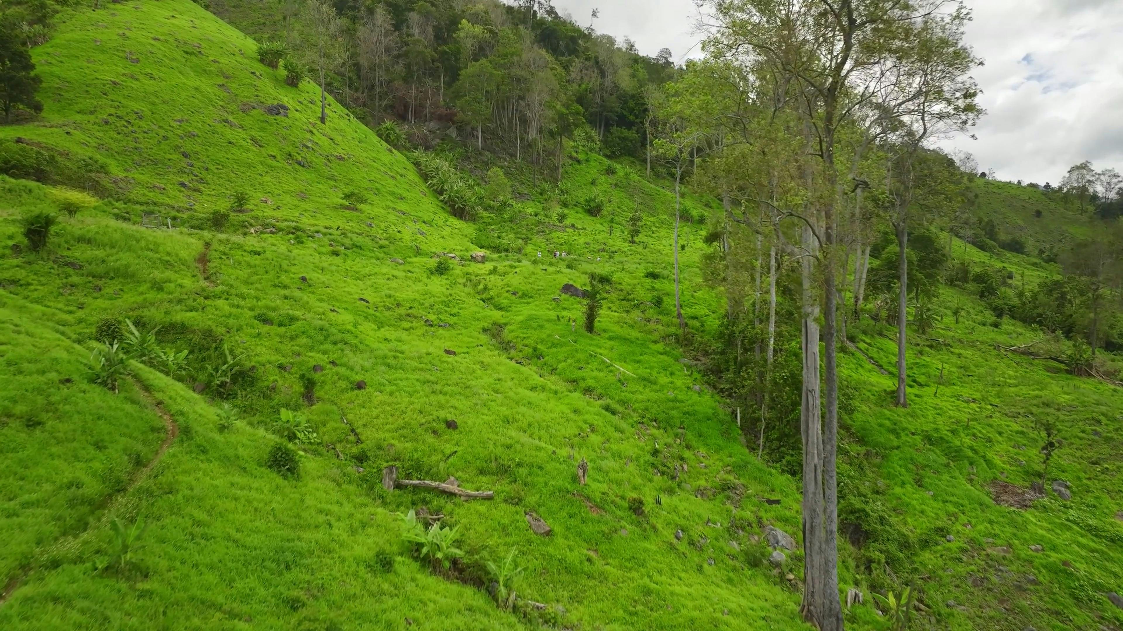 Video stok gratis tentang alam, alam liar, area hutan, bentuk lahan ...