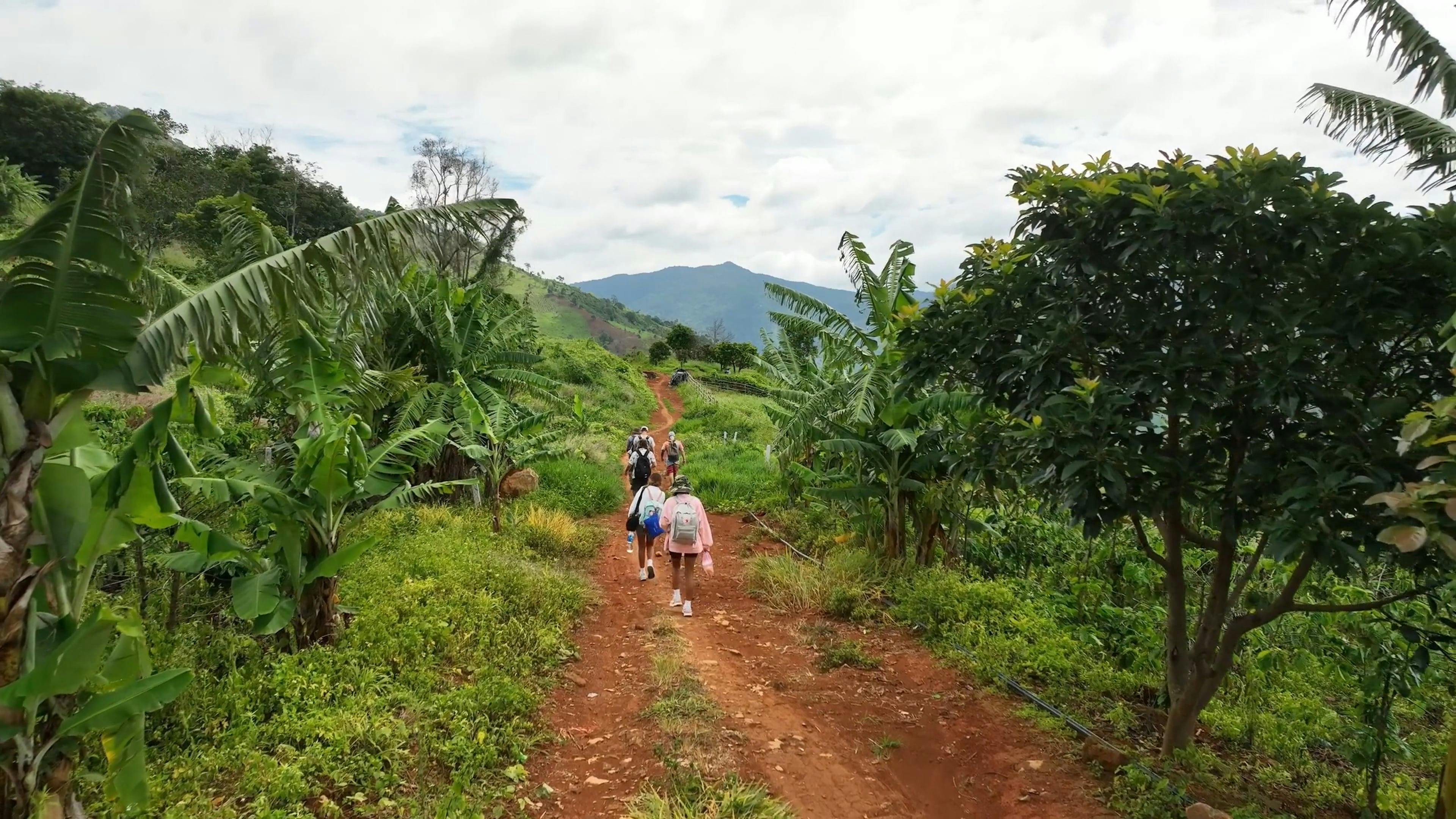 Anggota Banana Path Videos, Download The BEST Free 4k Stock Video ...