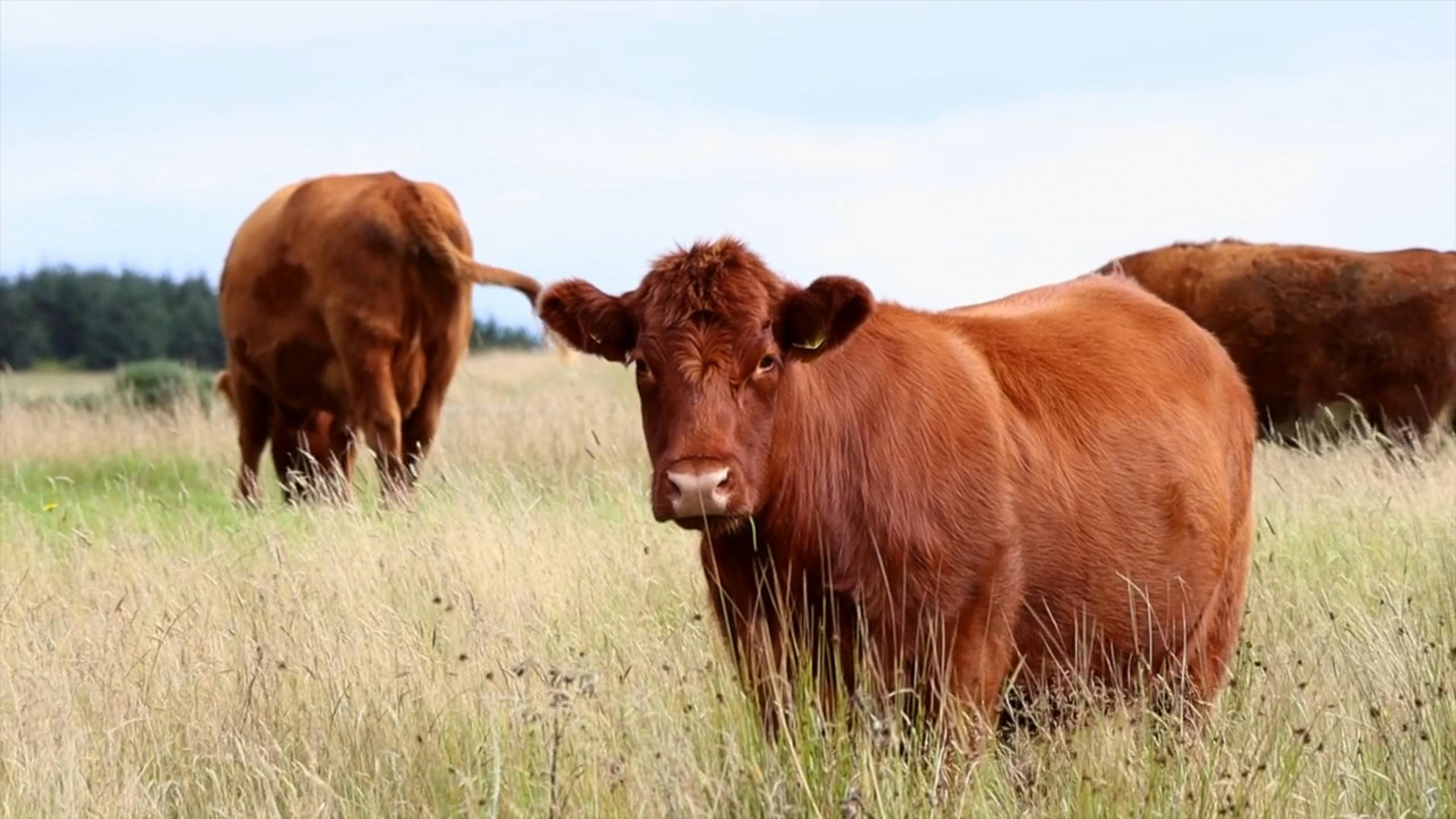 4k Milk Cow Farm Videos, Download The BEST Free 4k Stock Video Footage ...