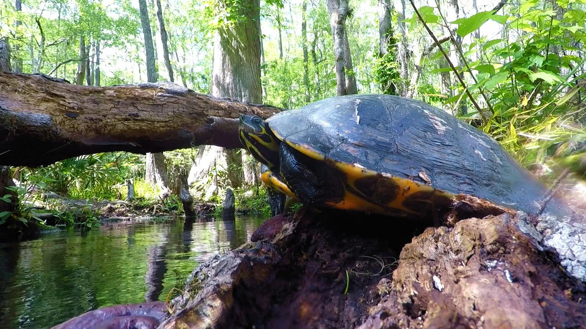 Turtle Wildlife Ichetucknee Springs Florida State Park Free Stock Video ...