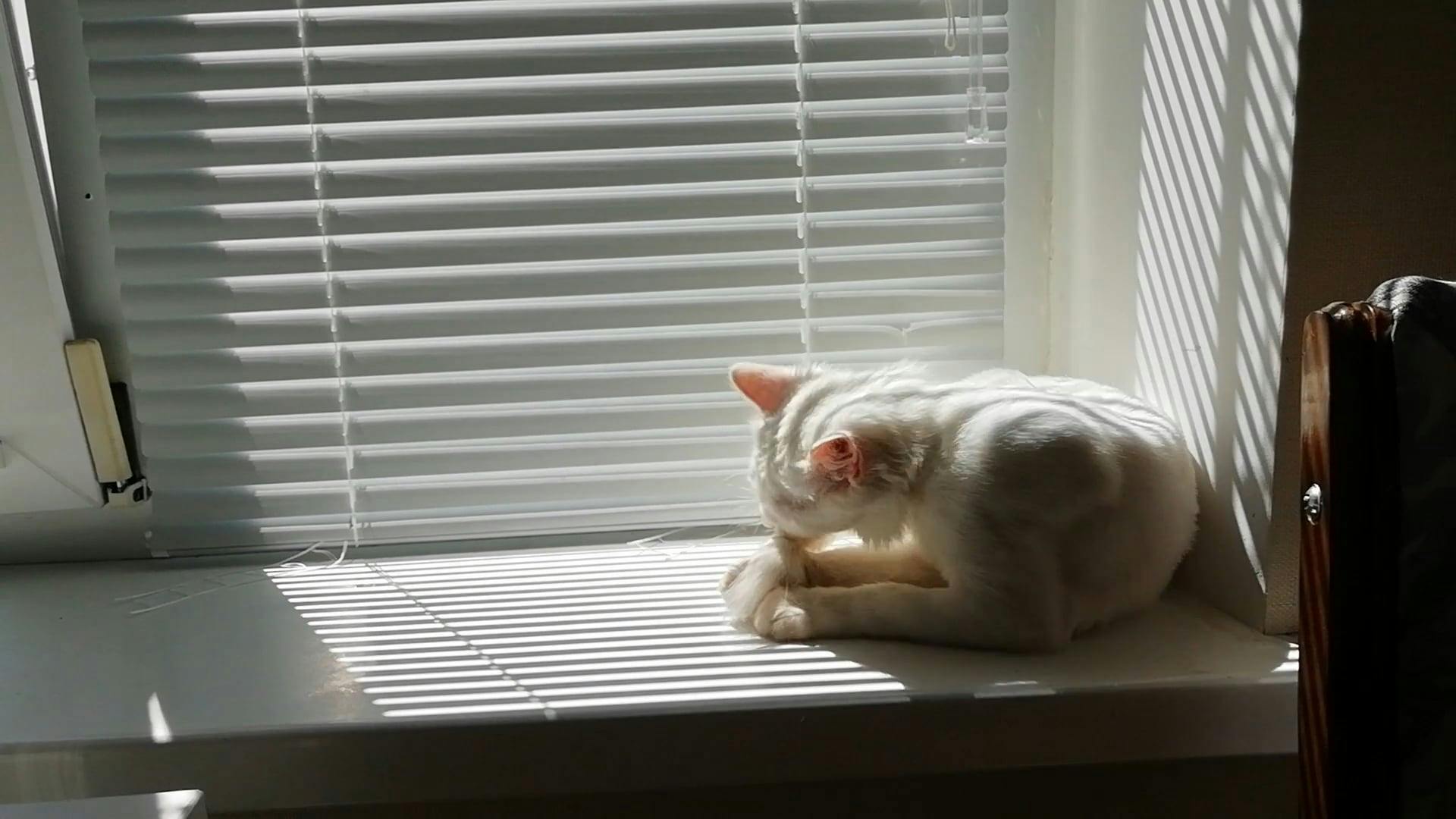 Gato Limpiando Solo Por La Ventana · Vídeo de stock gratuito