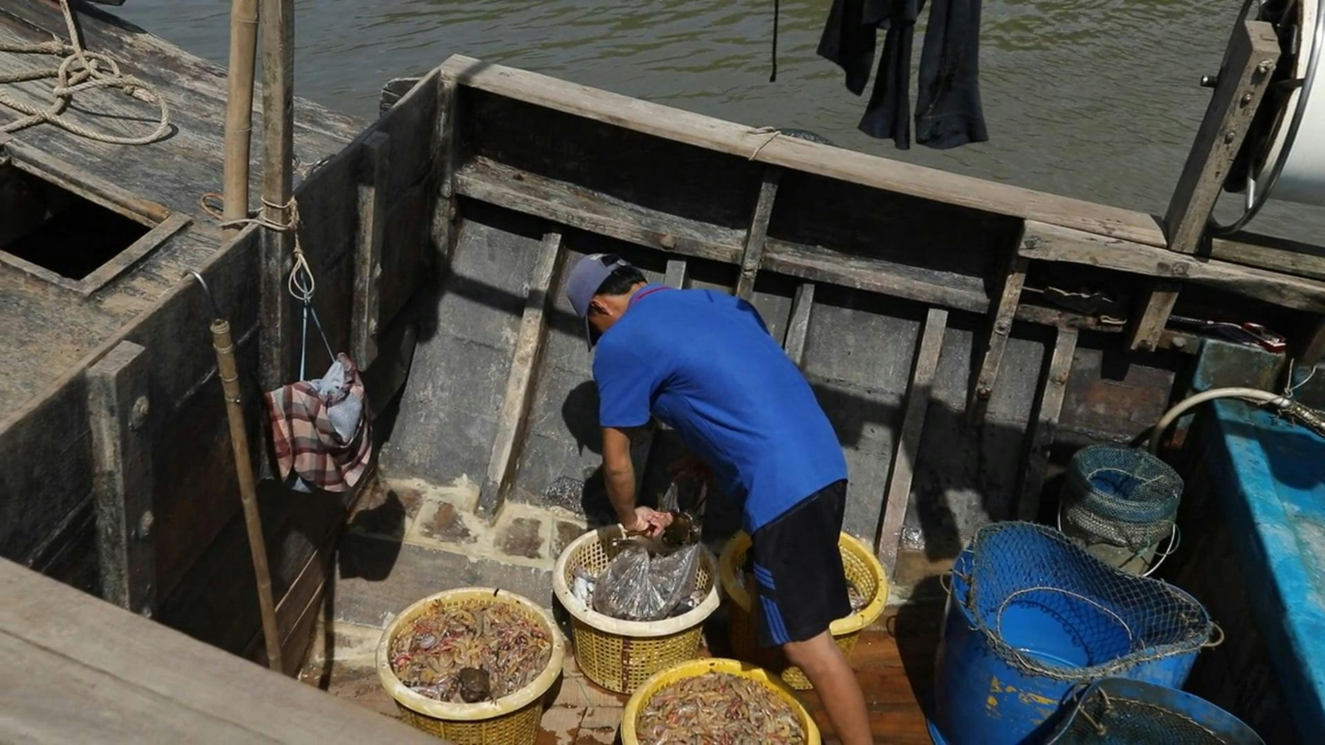 A man is loading buckets of fish onto a boat Free Stock Video Footage ...