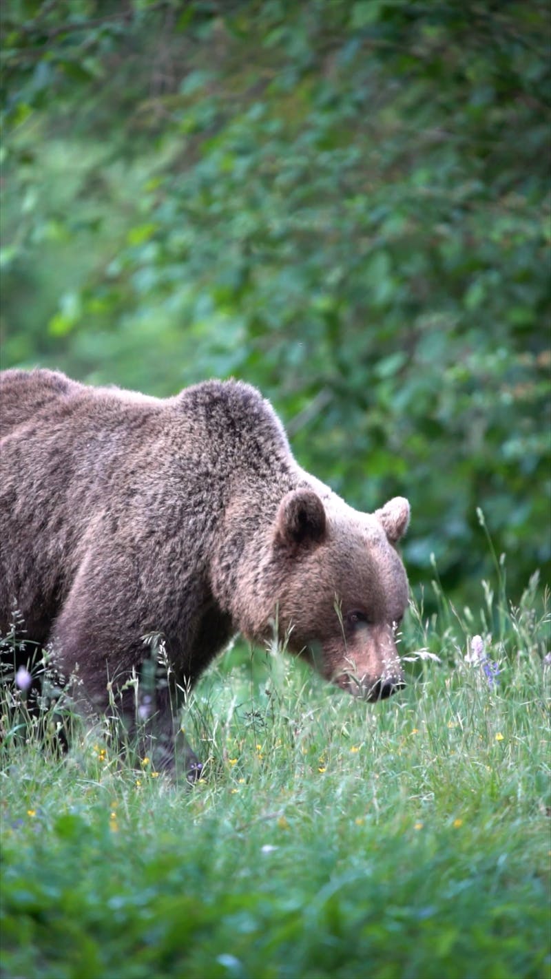 Tree Animation Videos, Download The BEST Free 4k Stock Video Footage ...