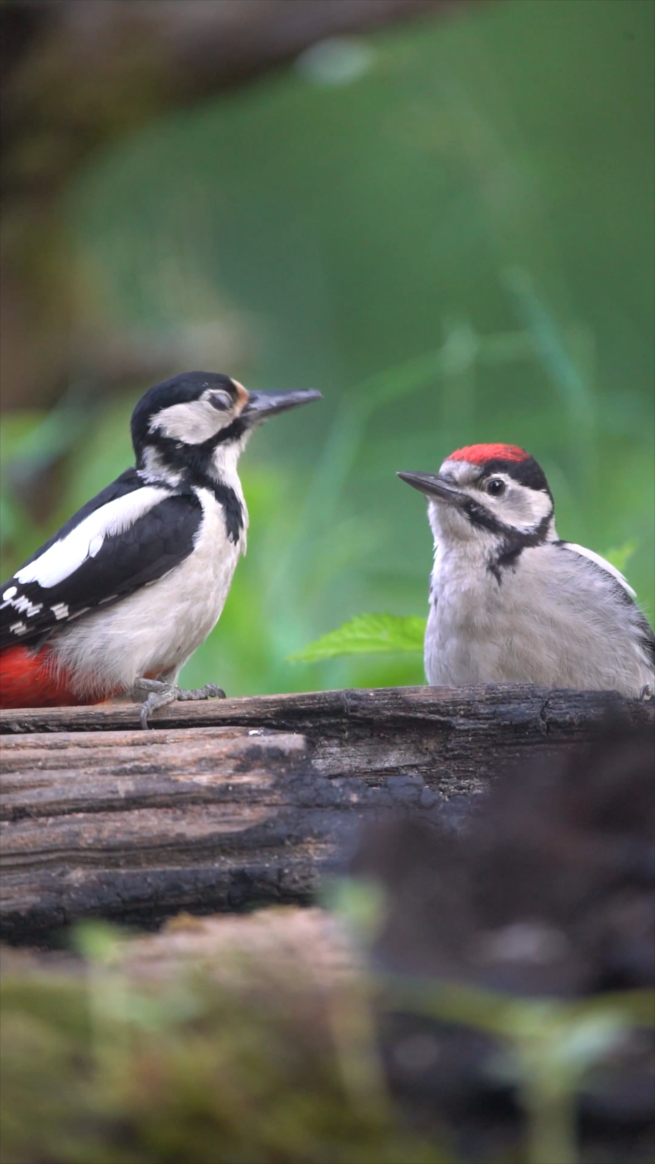 Woodpecker Slow Motion Free Stock Video Footage, Royalty-Free 4K & HD ...