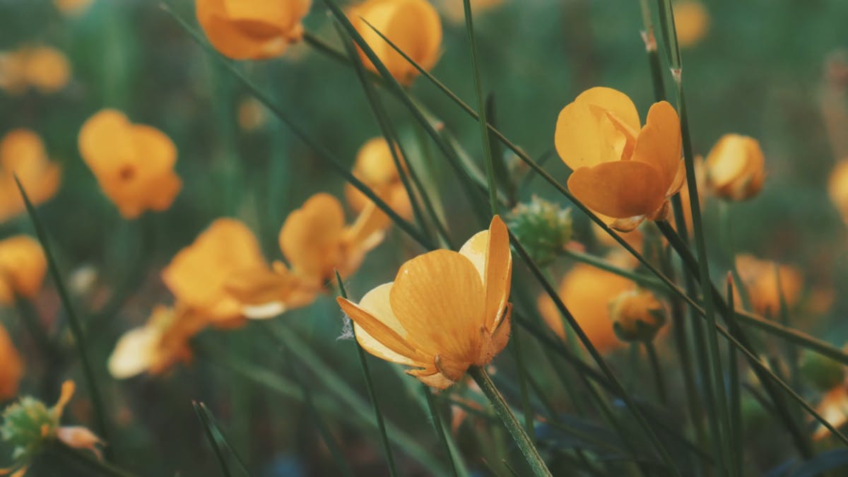 Yellow Flowers Aesthetic 132 Photos & Videos Collected by Lisa from Pexels