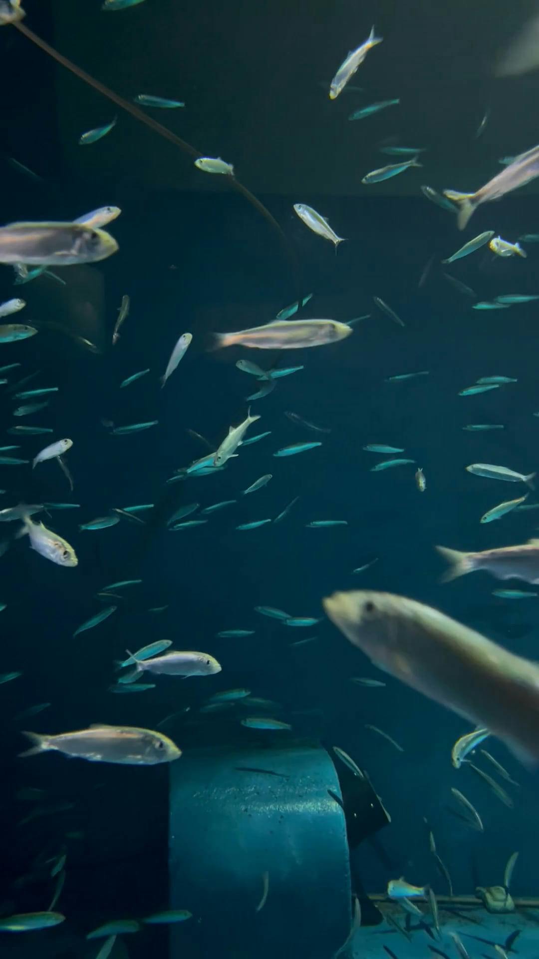 Baltic herring swiming underwater Free Stock Video Footage, Royalty ...