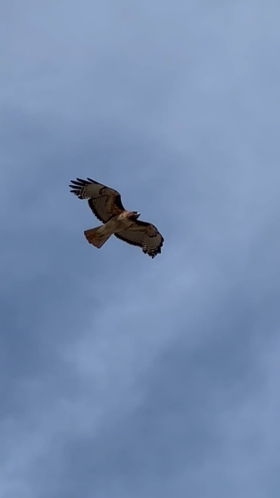 Falcon Videos, Download The BEST Free 4k Stock Video Footage & Falcon ...