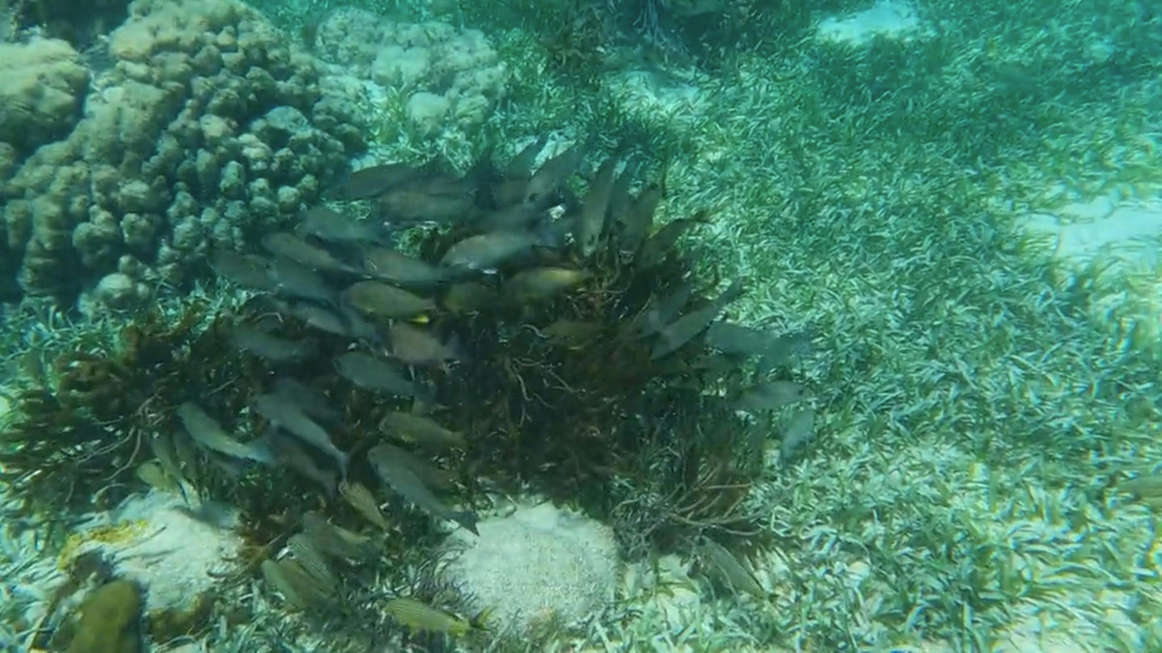 School Of Fish In The Deep Blue Sea Free Stock Video Footage, Royalty ...