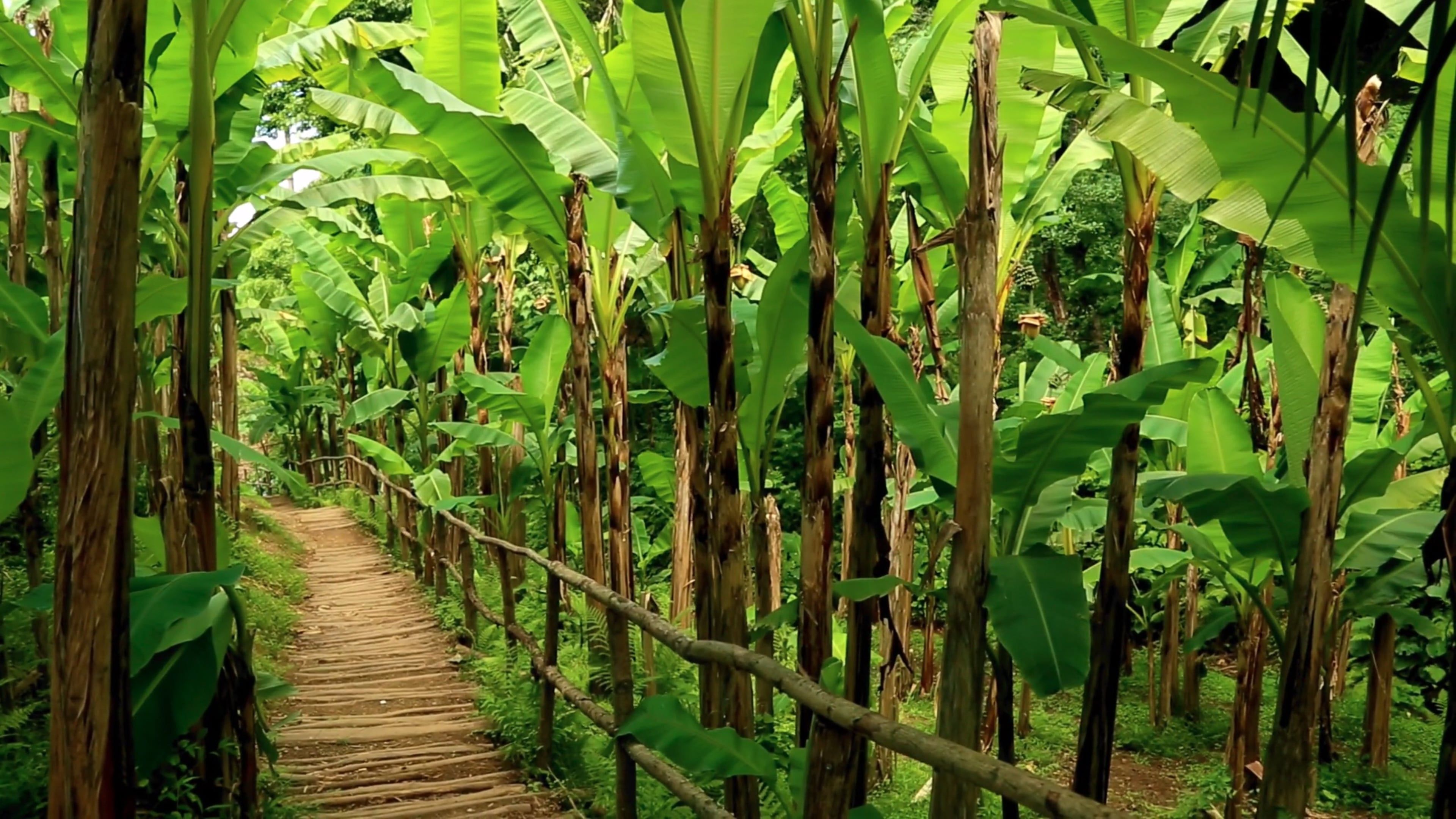 A path through a jungle with banana trees Free Stock Video Footage ...