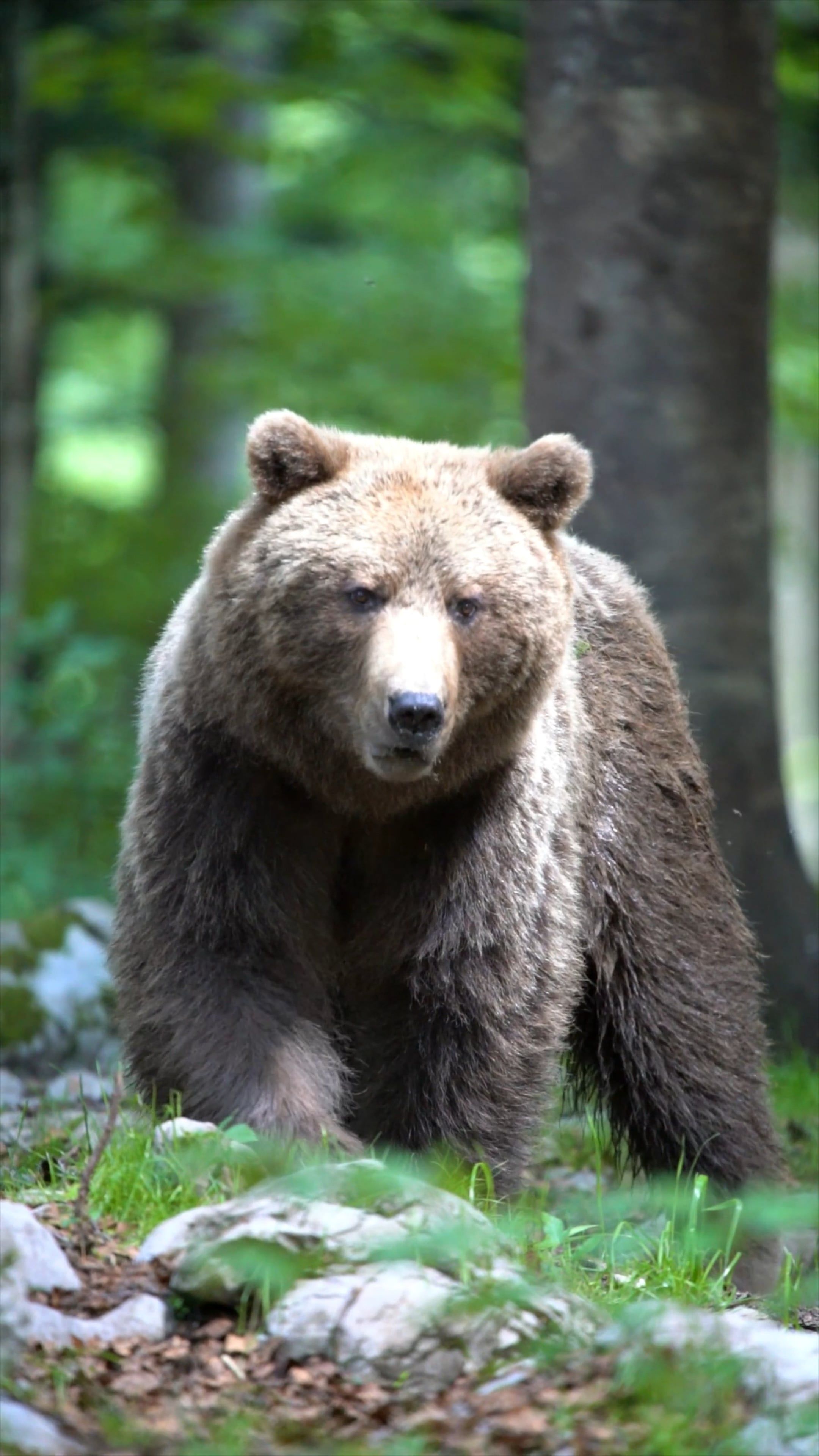 Bear Slow motion Free Stock Video Footage, Royalty-Free 4K & HD Video Clip