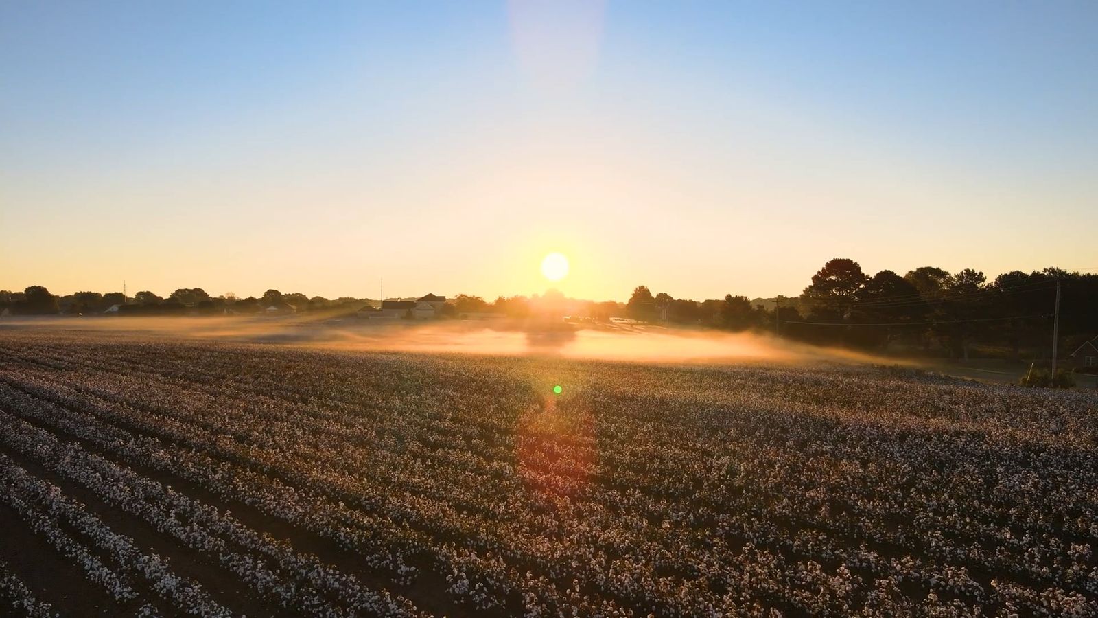 Cotton Field Videos, Download The BEST Free 4k Stock Video Footage ...