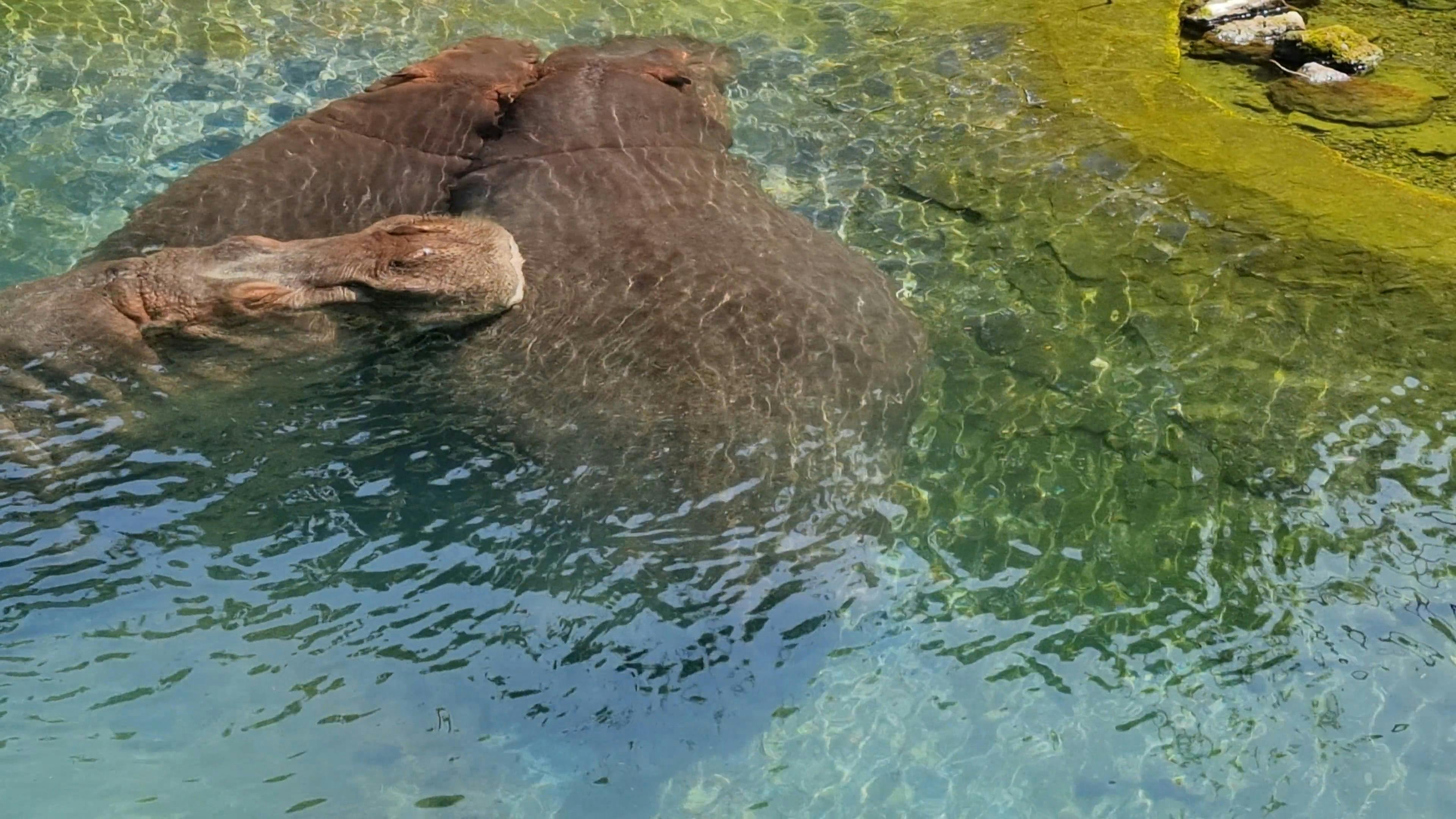 Hippo Pool Videos, Download The BEST Free 4k Stock Video Footage ...