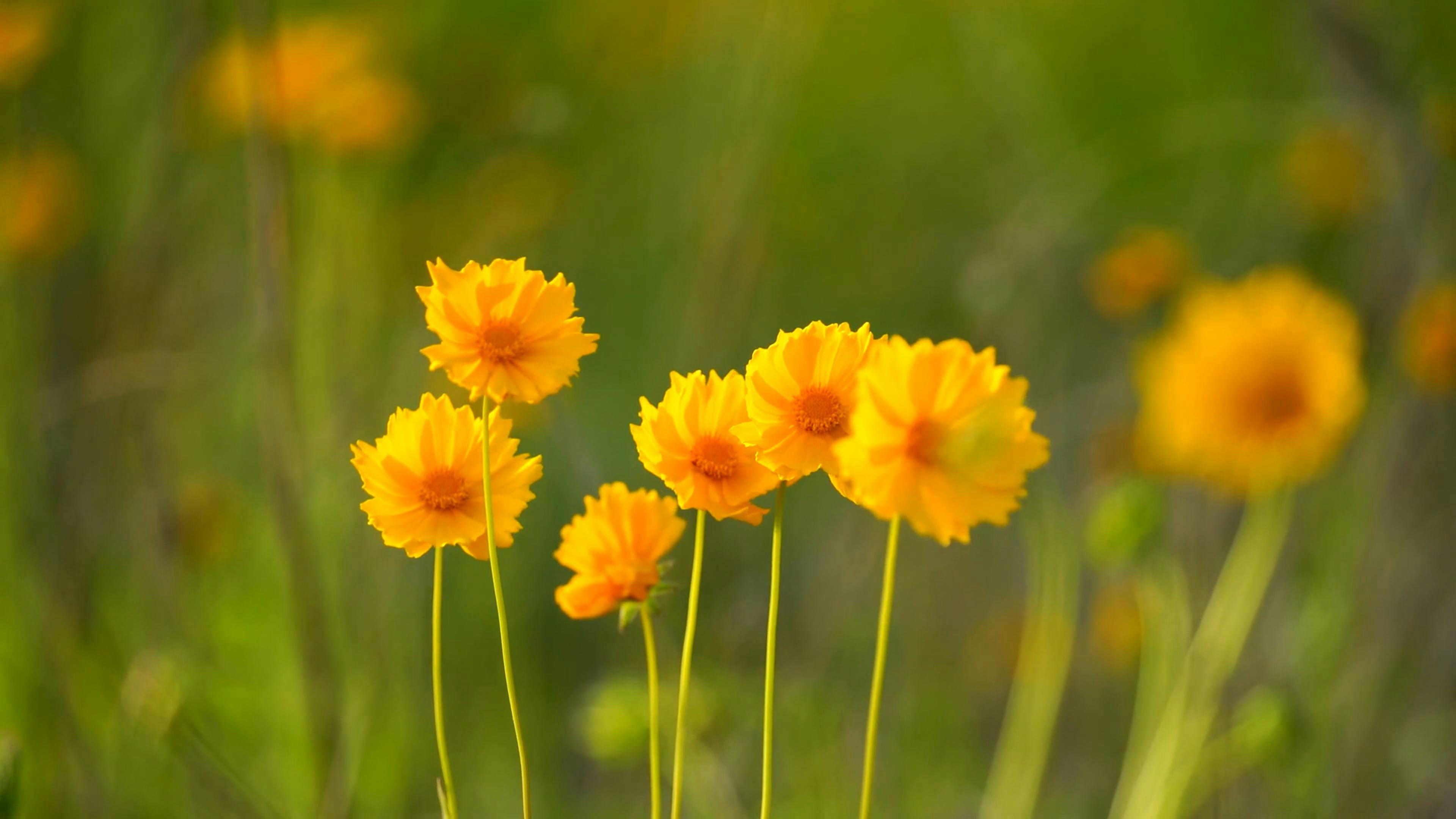 Russie Nature Videos, Download The BEST Free 4k Stock Video Footage ...