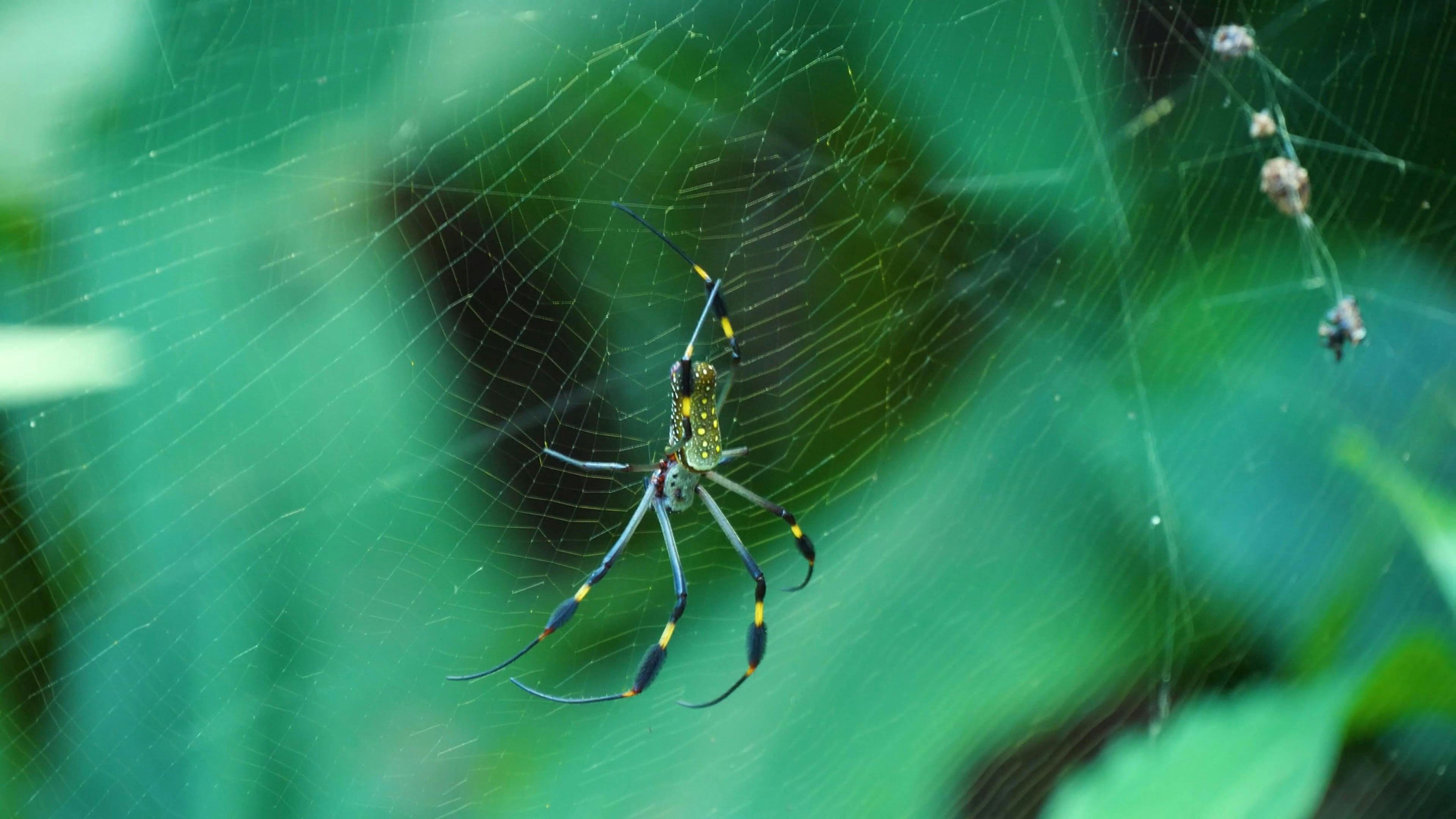 A Golden Silk Spider on its Web Free Stock Video Footage, Royalty-Free ...