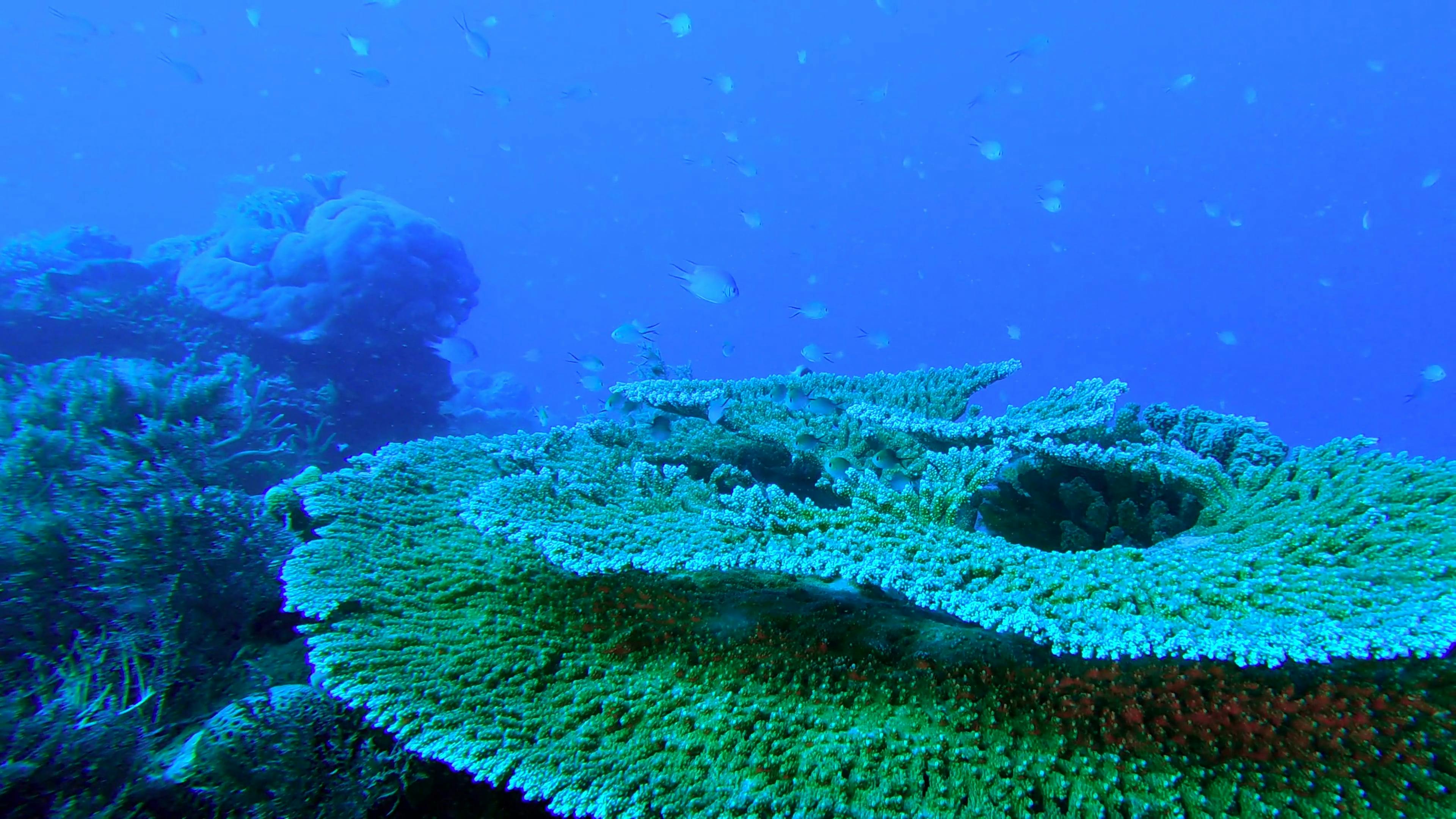 Video Of Fishes Underwater Free Stock Video Footage, Royalty-Free 4K ...