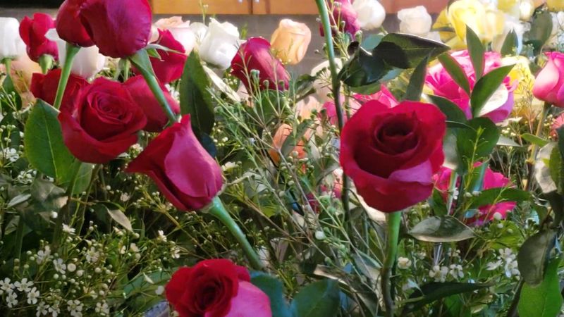 Rose Videos, Download The BEST Free 4k Stock Video Footage & Rose HD ...