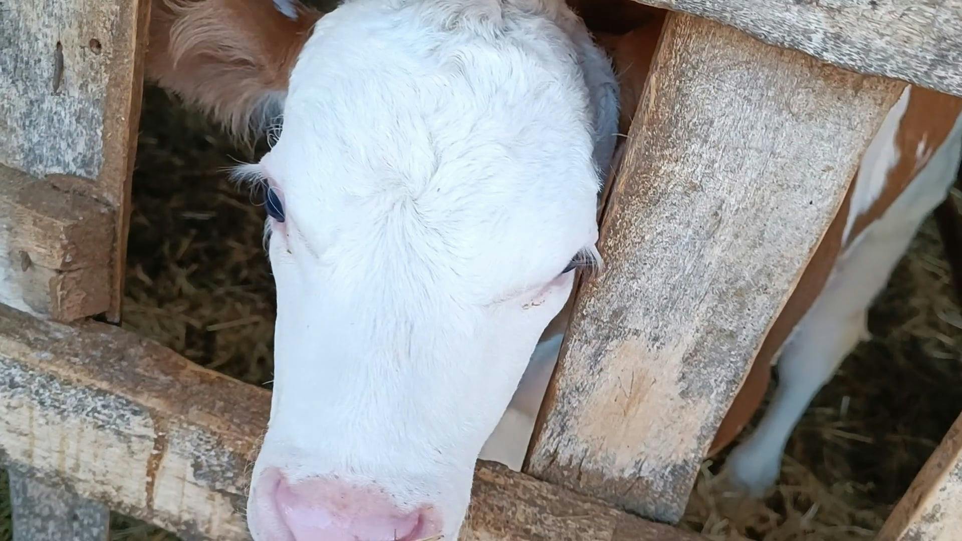 Cow Milked Portrait Videos, Download The BEST Free 4k Stock Video ...