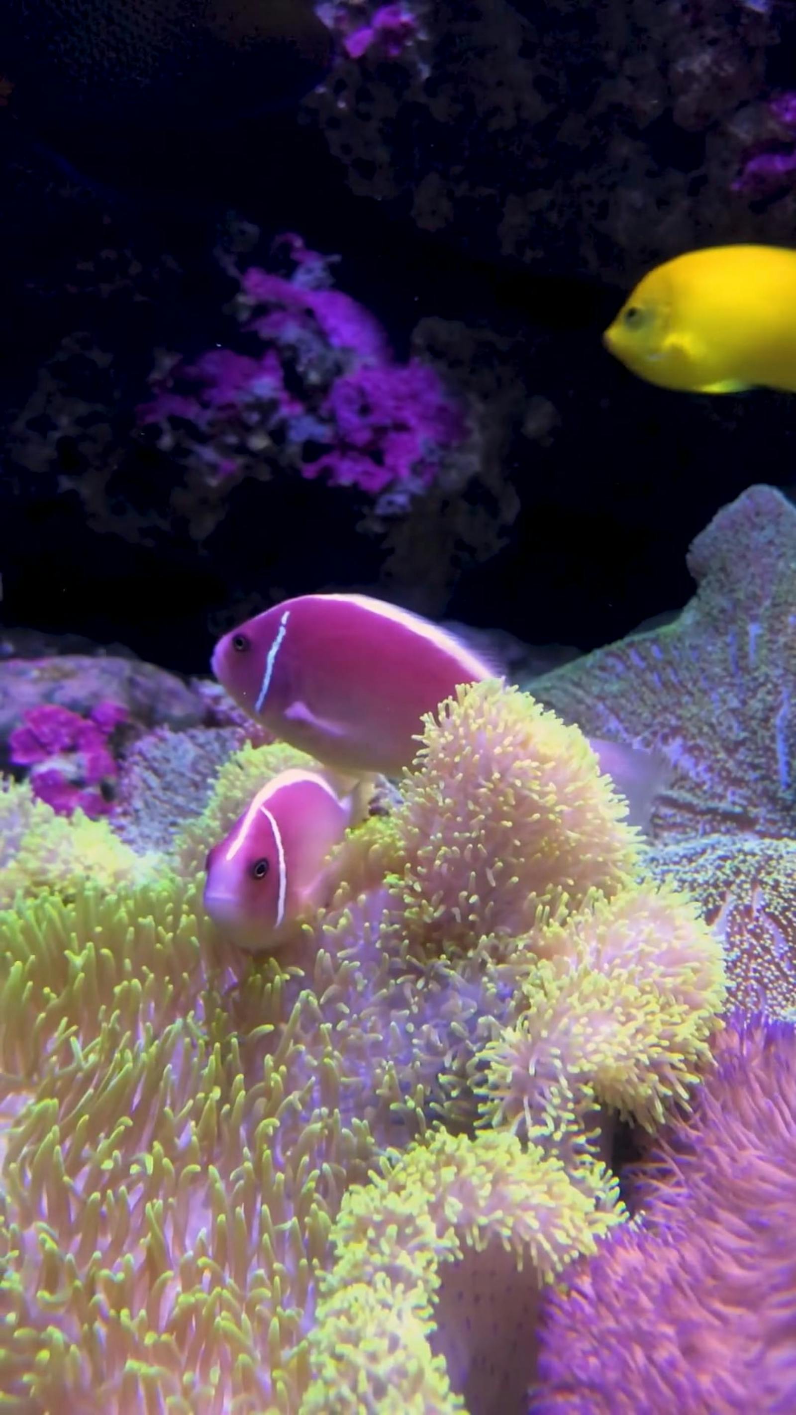 Clown Fish Videos, Download The BEST Free 4k Stock Video Footage ...