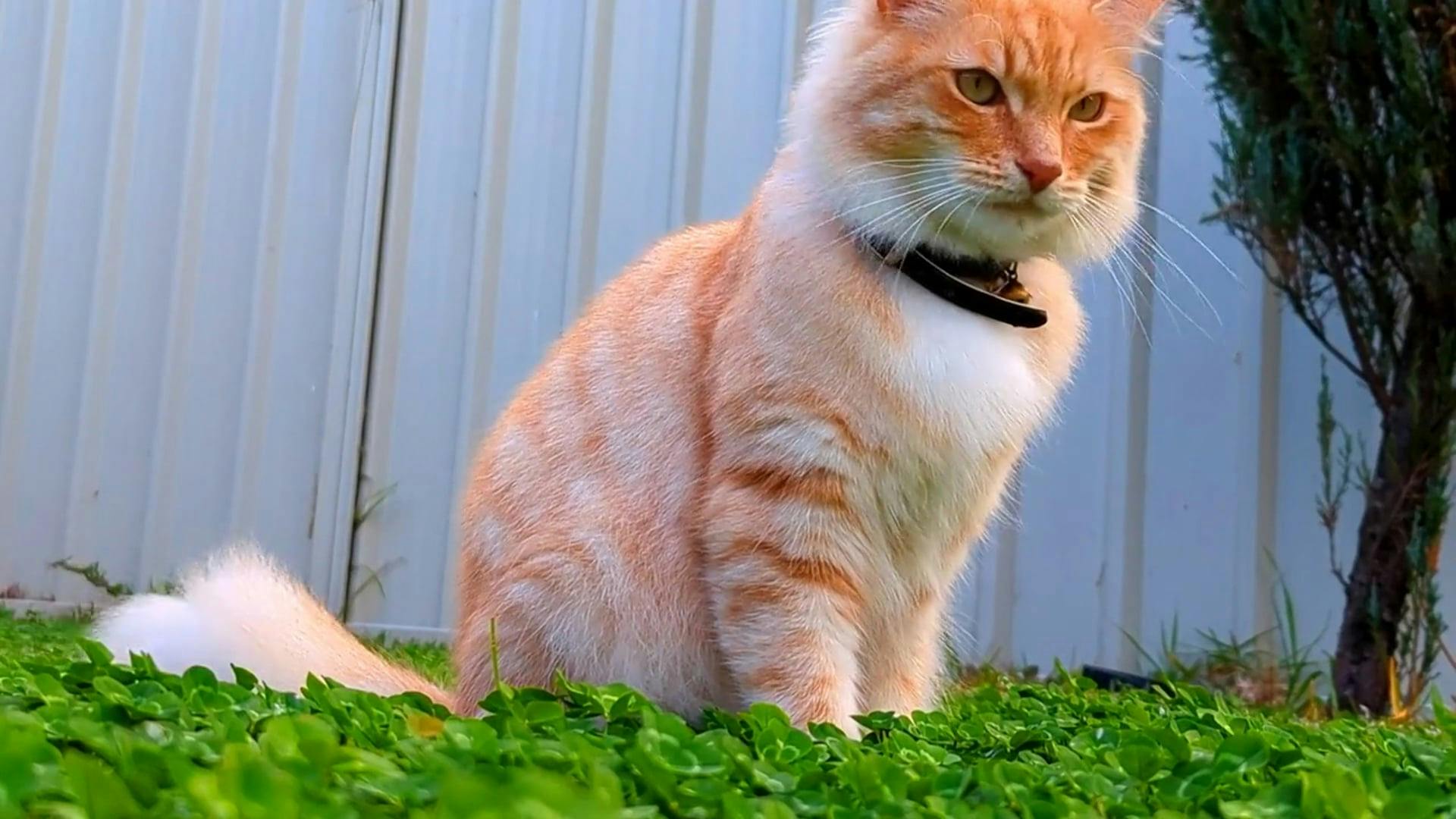 A Pet Kitten Resting And Trying To Catch Insect In The Grass Free Stock ...