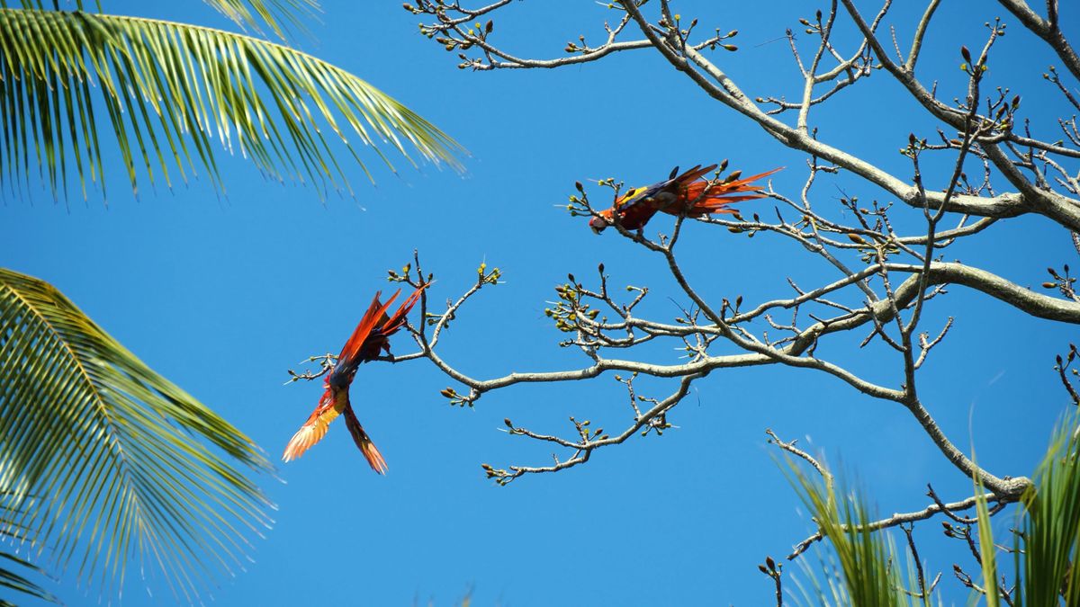 Parrot Flying Videos, Download The BEST Free 4k Stock Video Footage ...