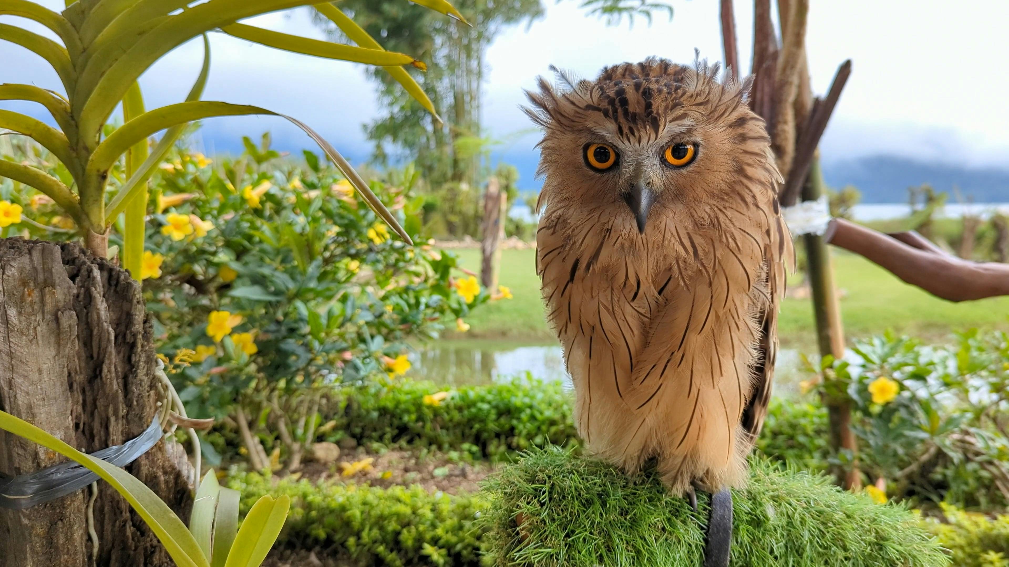 Animal Stalking Prey Videos, Download The BEST Free 4k Stock Video ...