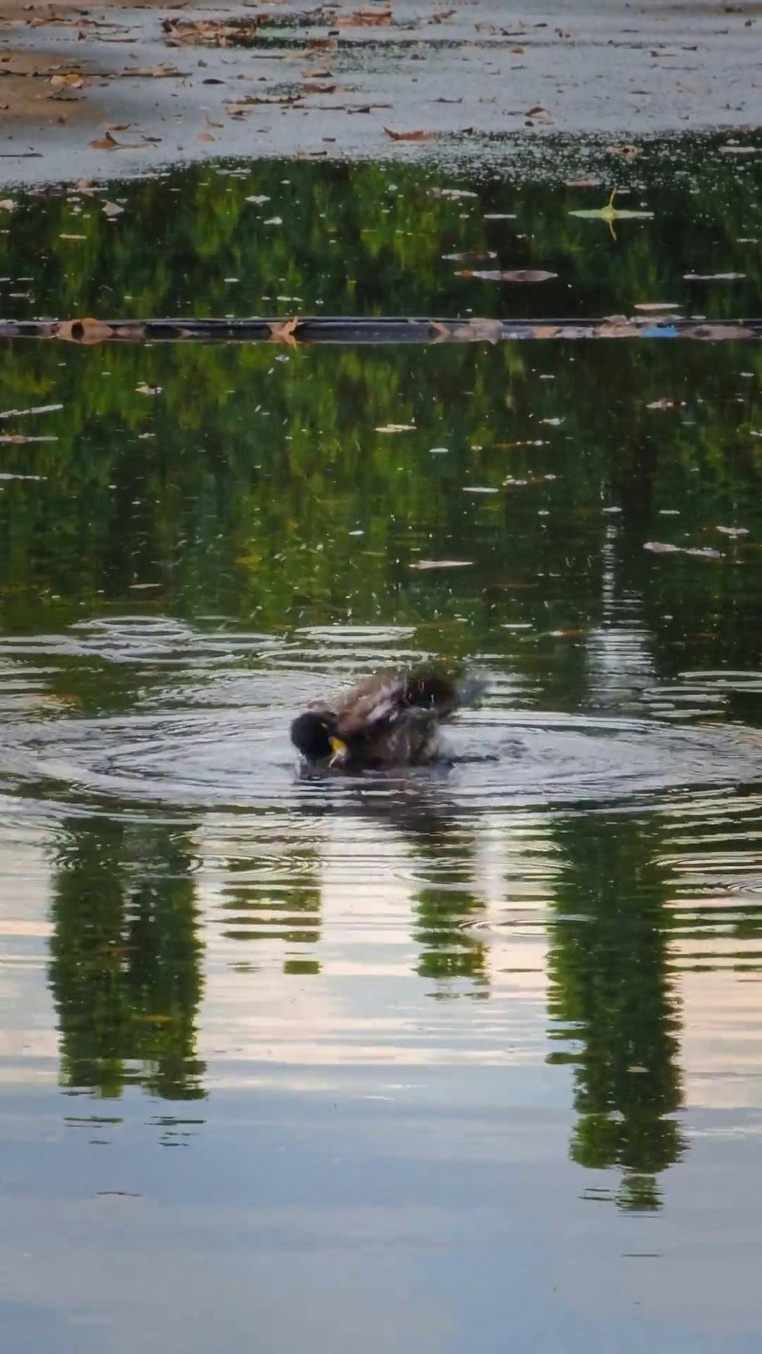 A Couple of Birds Bathing in a Puddle Free Stock Video Footage, Royalty ...