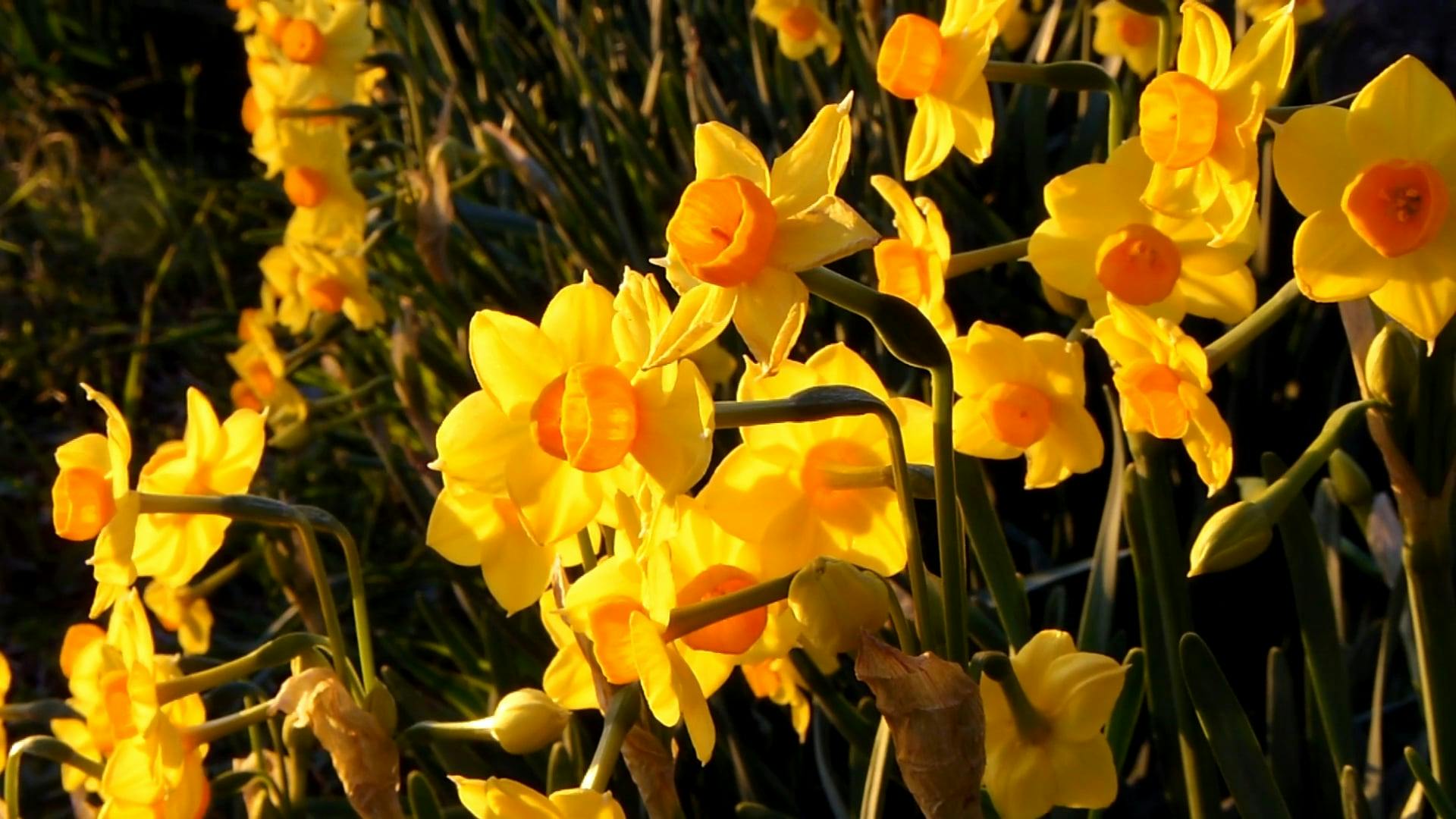 Daffodil Flowers Videos, Download The BEST Free 4k Stock Video Footage ...