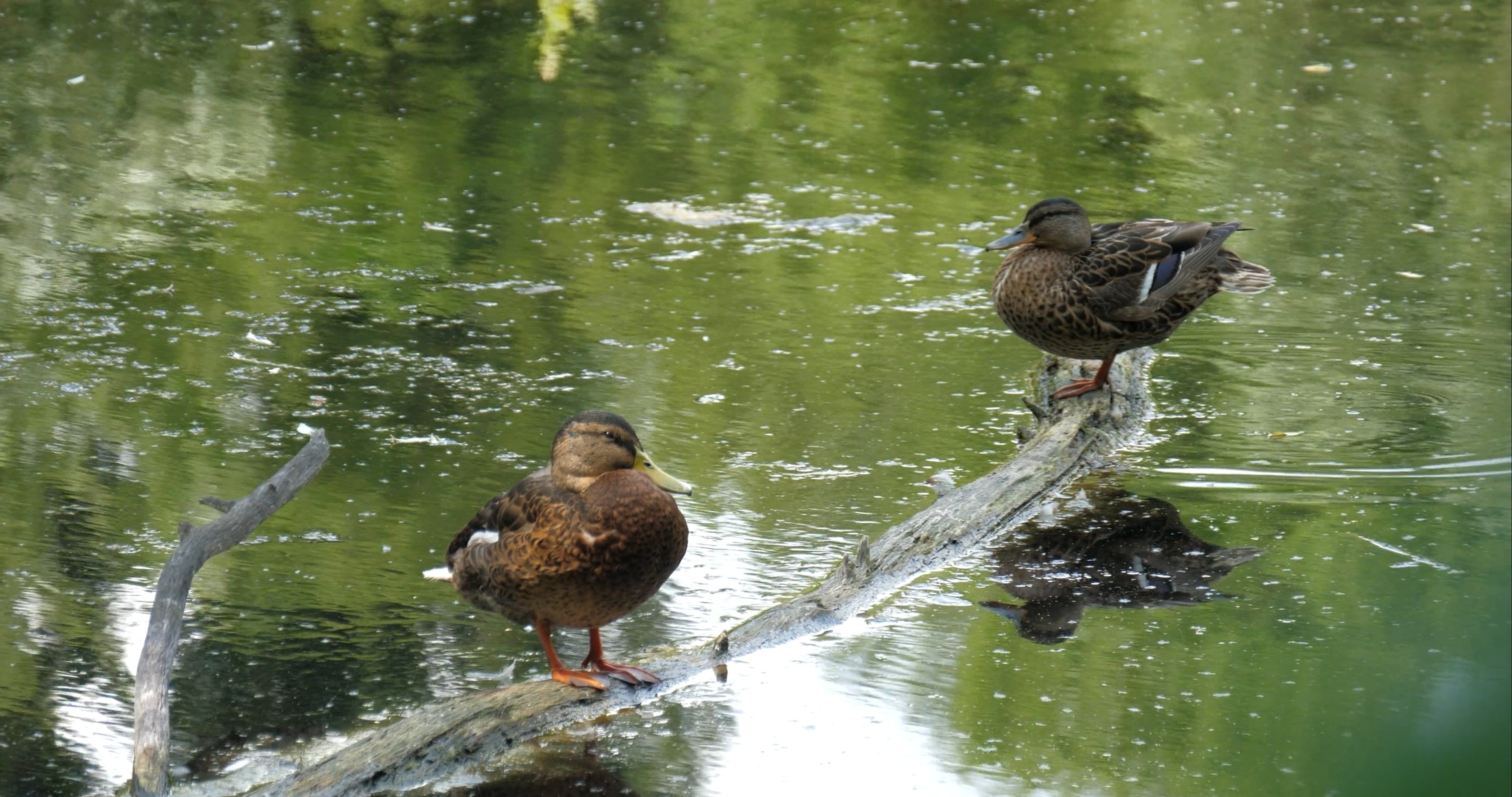 Two ducks are standing on a log in the water Free Stock Video Footage ...