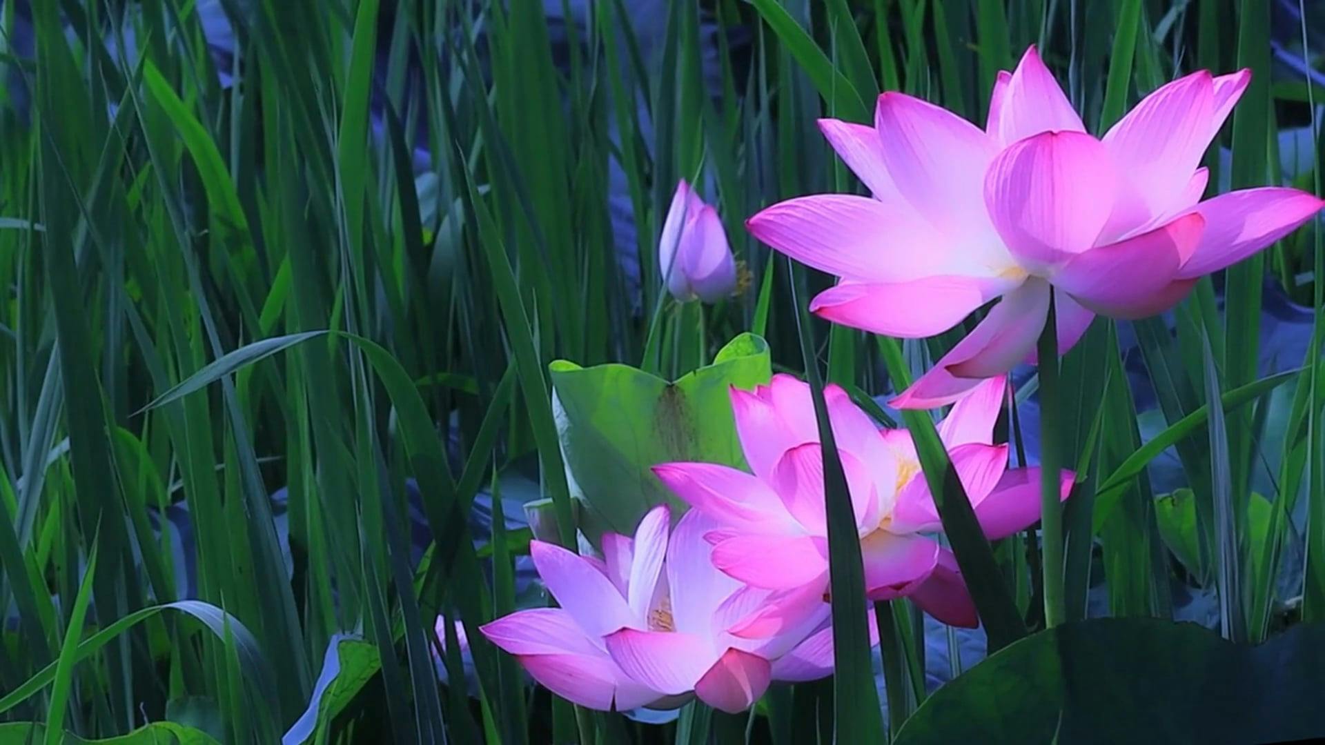 breezy-01 Free Stock Video Footage, Royalty-Free 4K & HD Video Clip