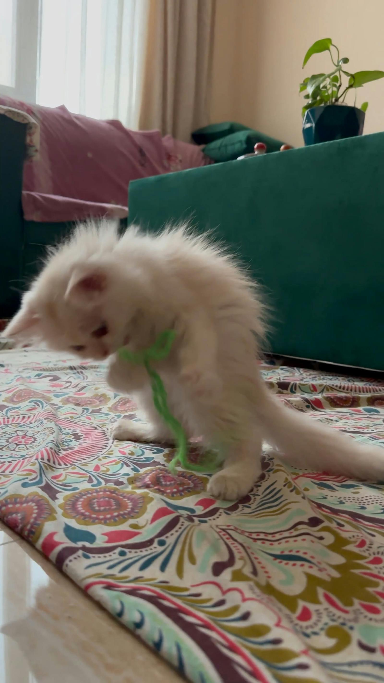 Cat Playing With String Videos, Download The BEST Free 4k Stock Video ...