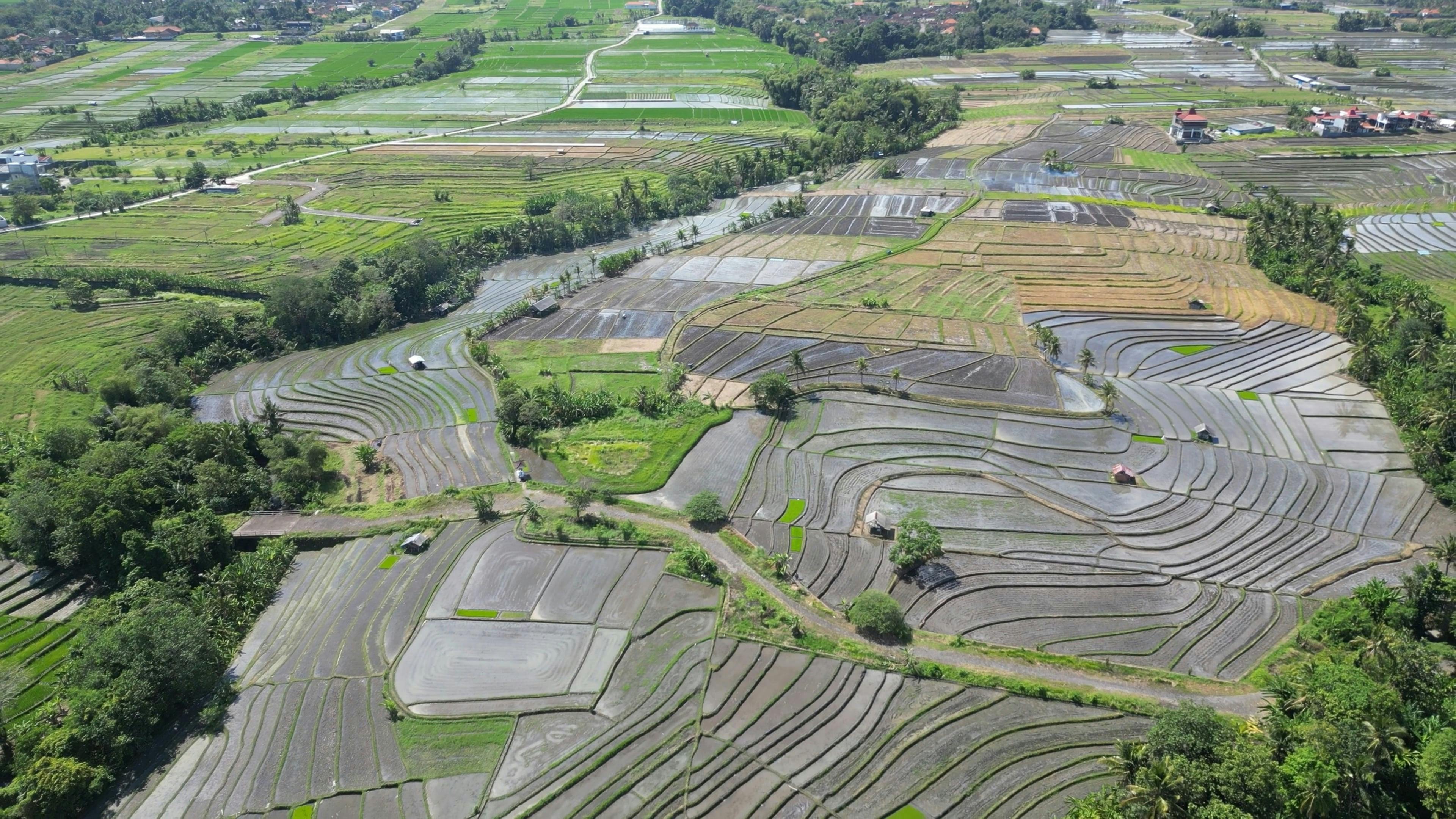 Rice Fields 2 Free Stock Video Footage, Royalty-Free 4K & HD Video Clip
