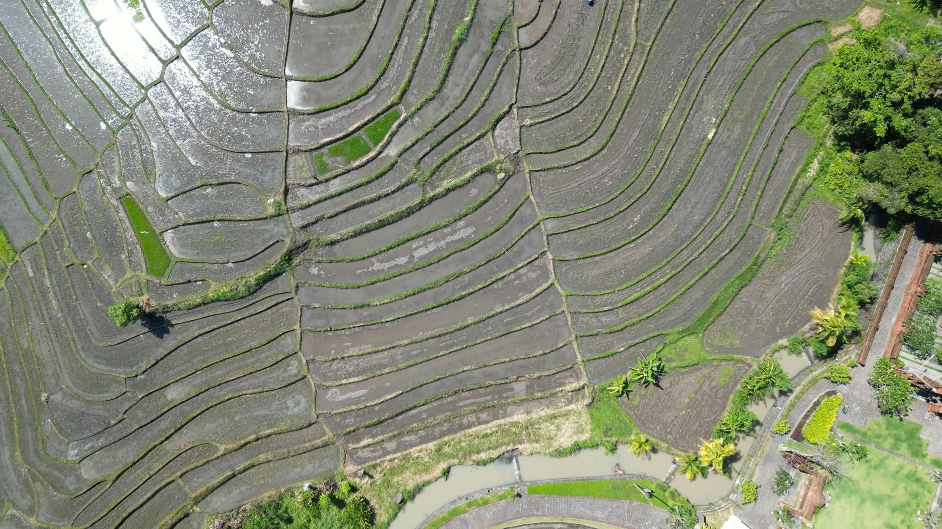 Rice Fields 5 Free Stock Video Footage, Royalty-Free 4K & HD Video Clip