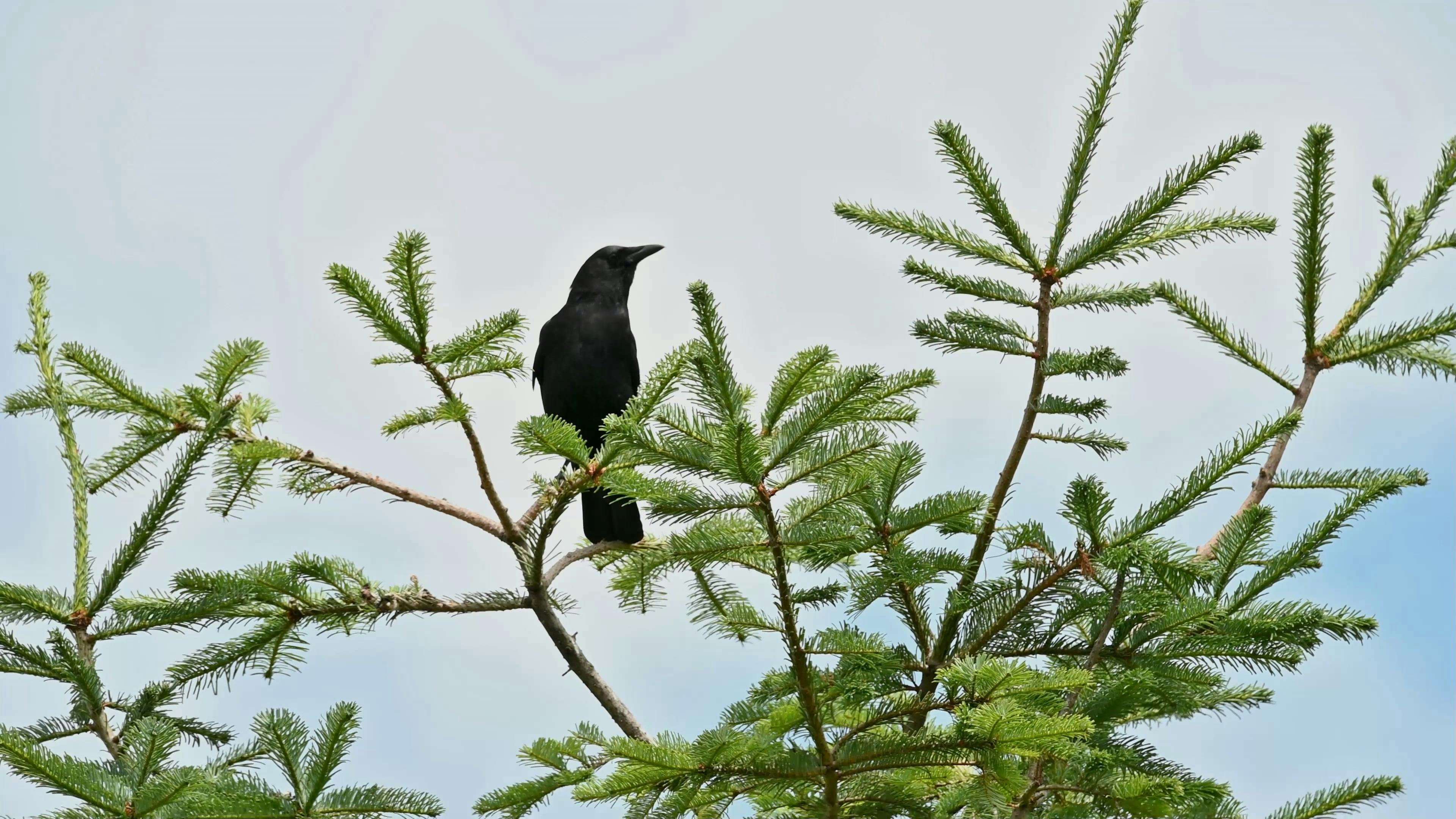 Crow Sounds Videos, Download The BEST Free 4k Stock Video Footage ...