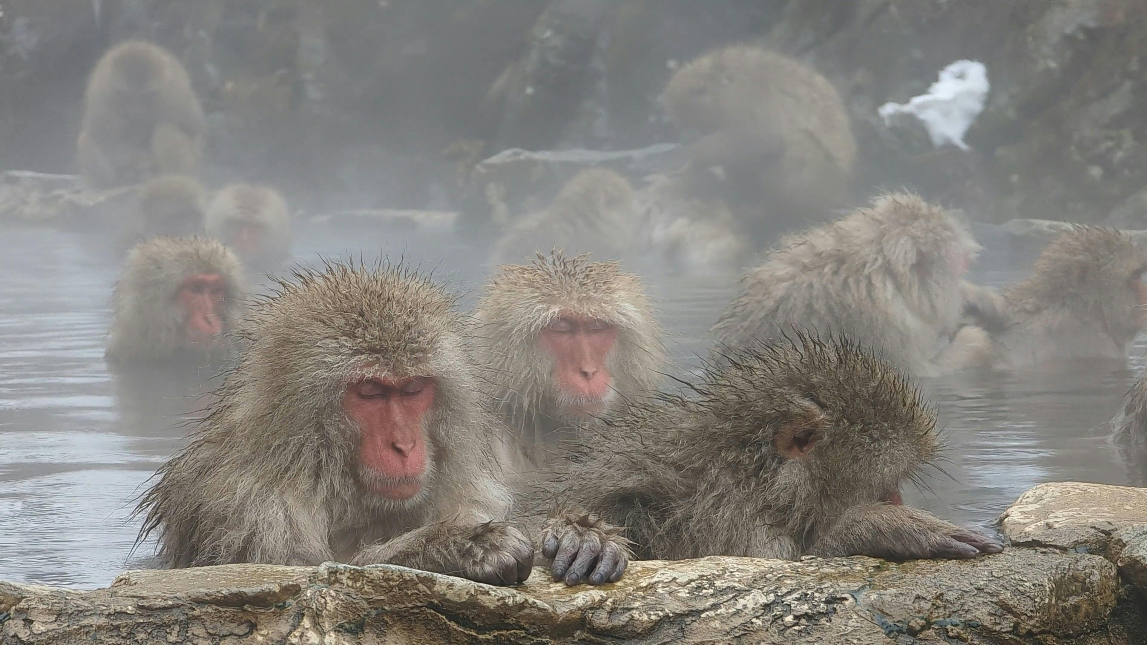 Snow Monkey Videos, Download The BEST Free 4k Stock Video Footage ...
