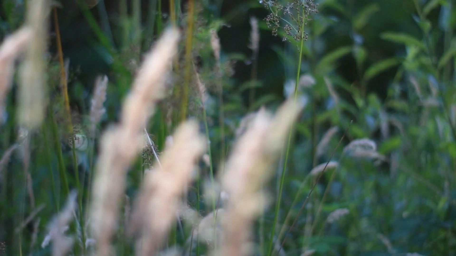 Reeds in Grass Free Stock Video Footage, Royalty-Free 4K & HD Video Clip
