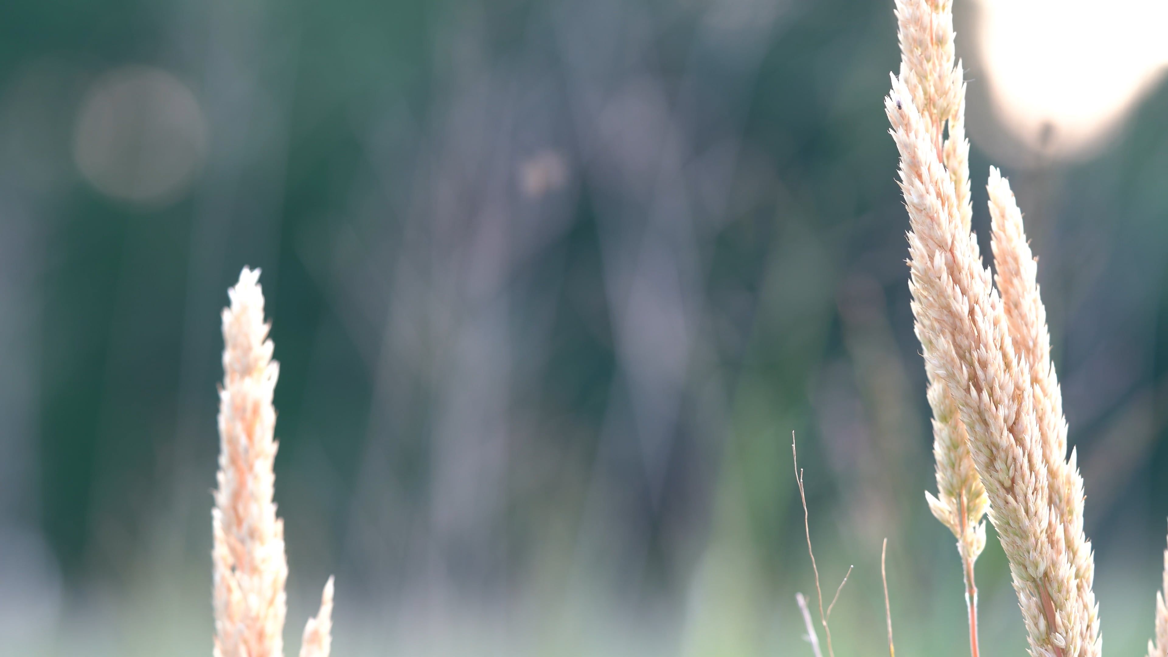 A close up of tall grass in the field Free Stock Video Footage, Royalty ...