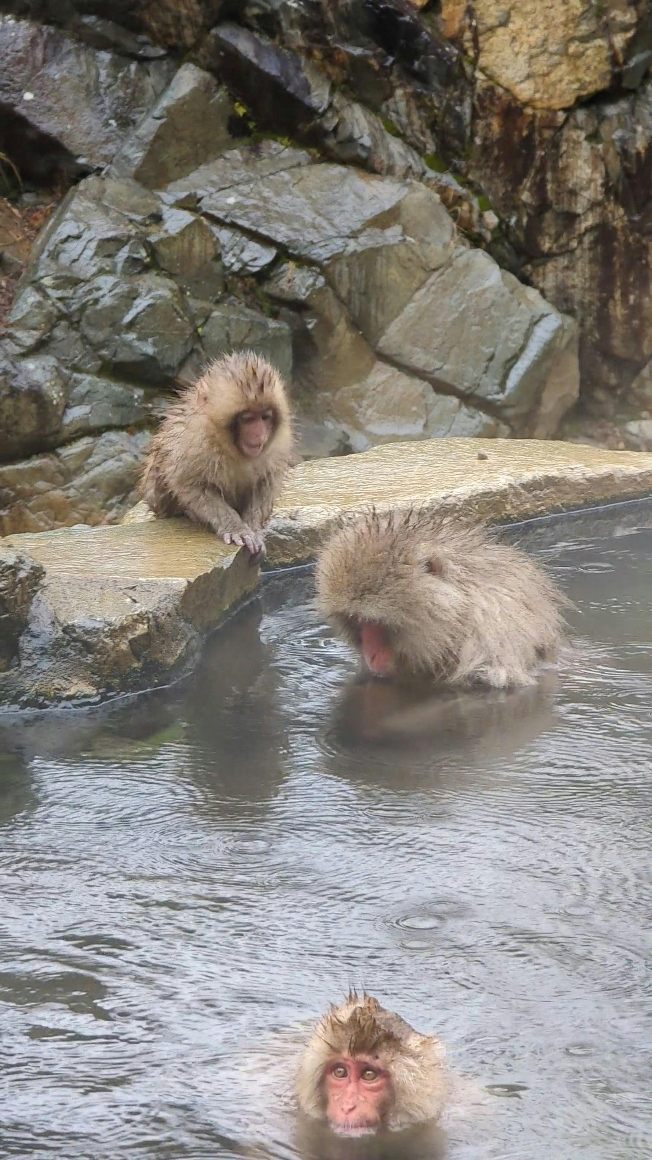 Snow Monkey 4 Free Stock Video Footage, Royalty-Free 4K & HD Video Clip