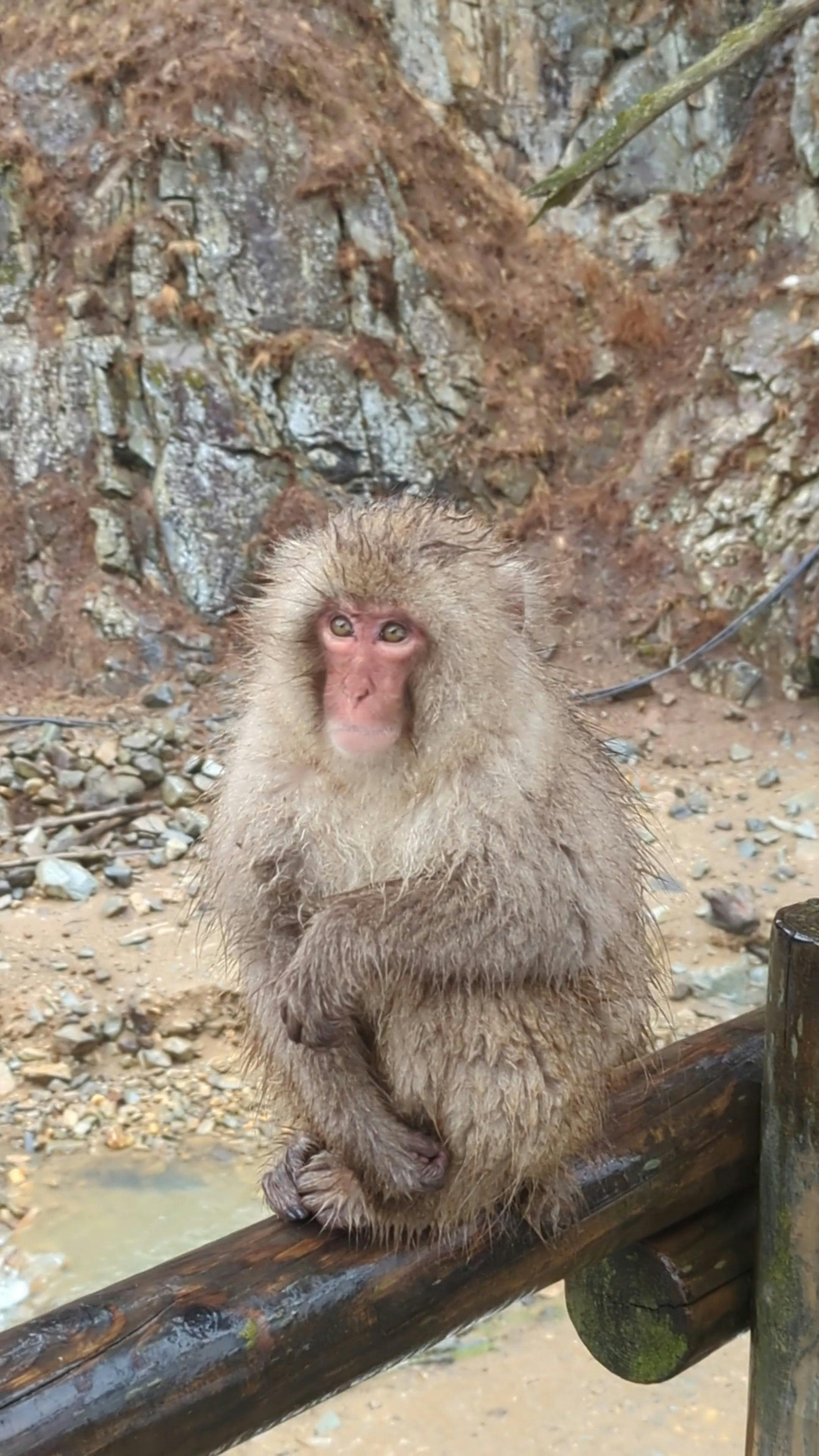 A Young Monkey Seated On Grass In The Ground Free Stock Video Footage ...