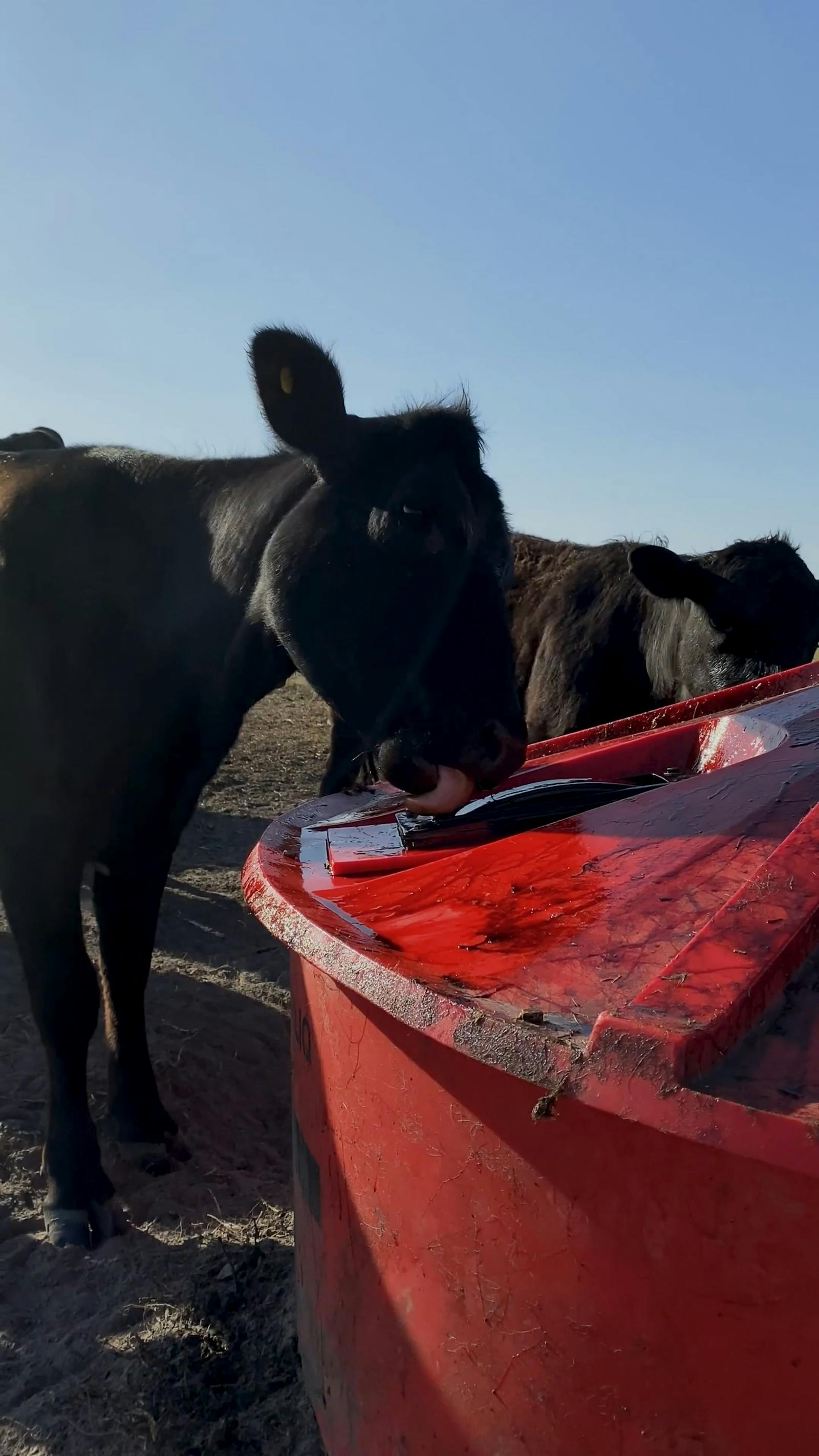 Group Of Cows Videos, Download The BEST Free 4k Stock Video Footage ...