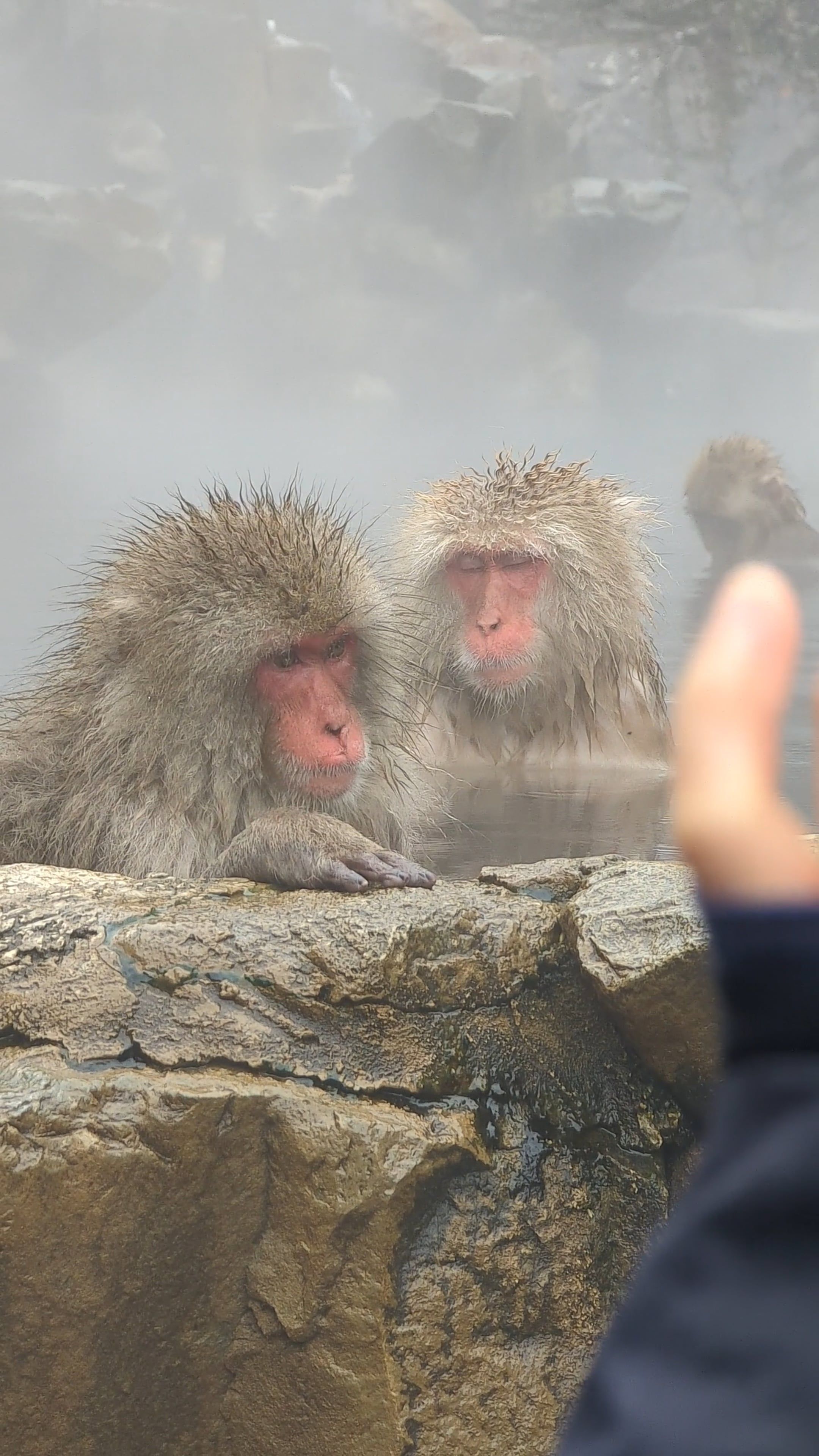 Snow Monkey 2 Free Stock Video Footage, Royalty-Free 4K & HD Video Clip