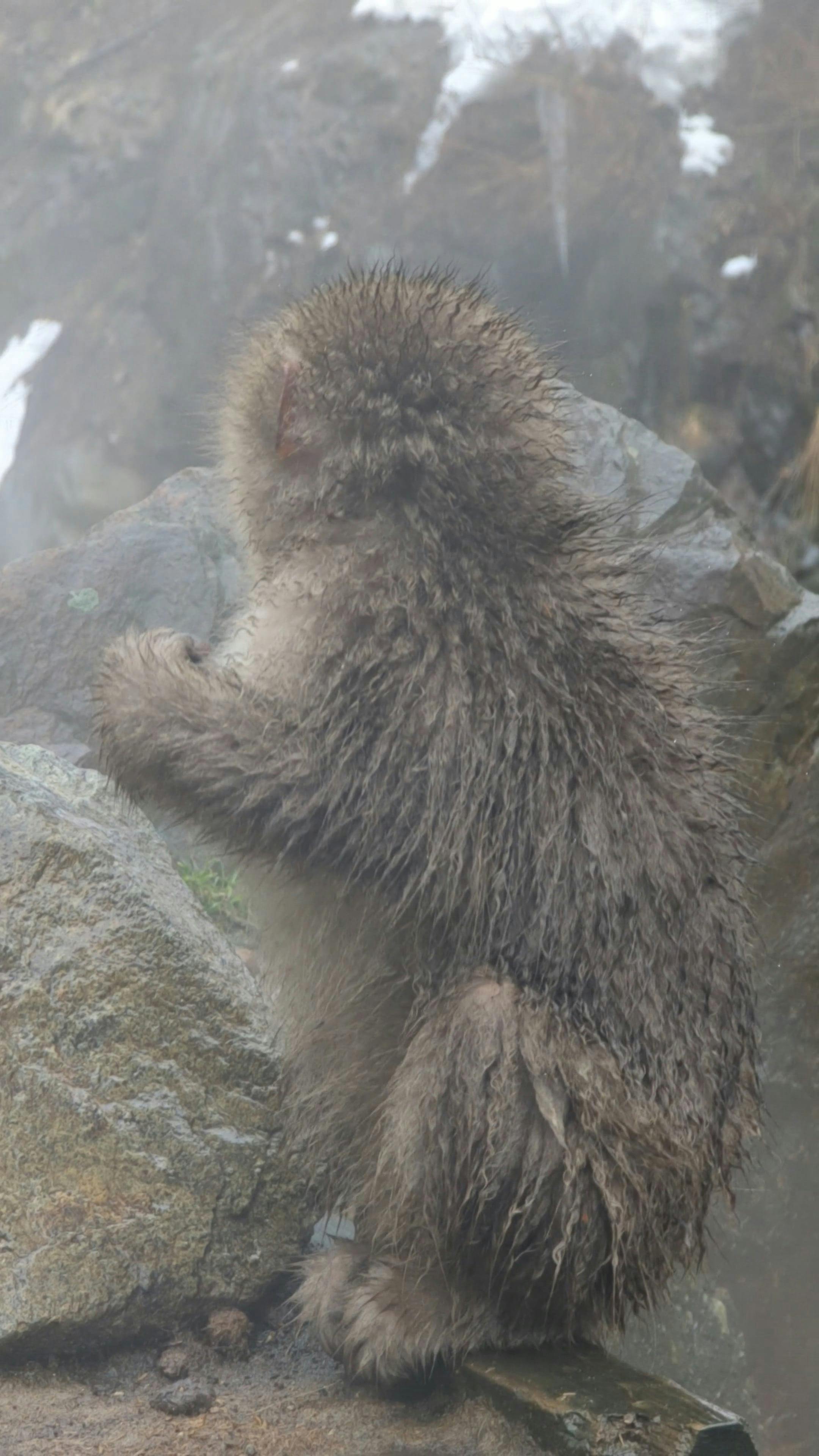 Snow Monkey 2 Free Stock Video Footage, Royalty-Free 4K & HD Video Clip