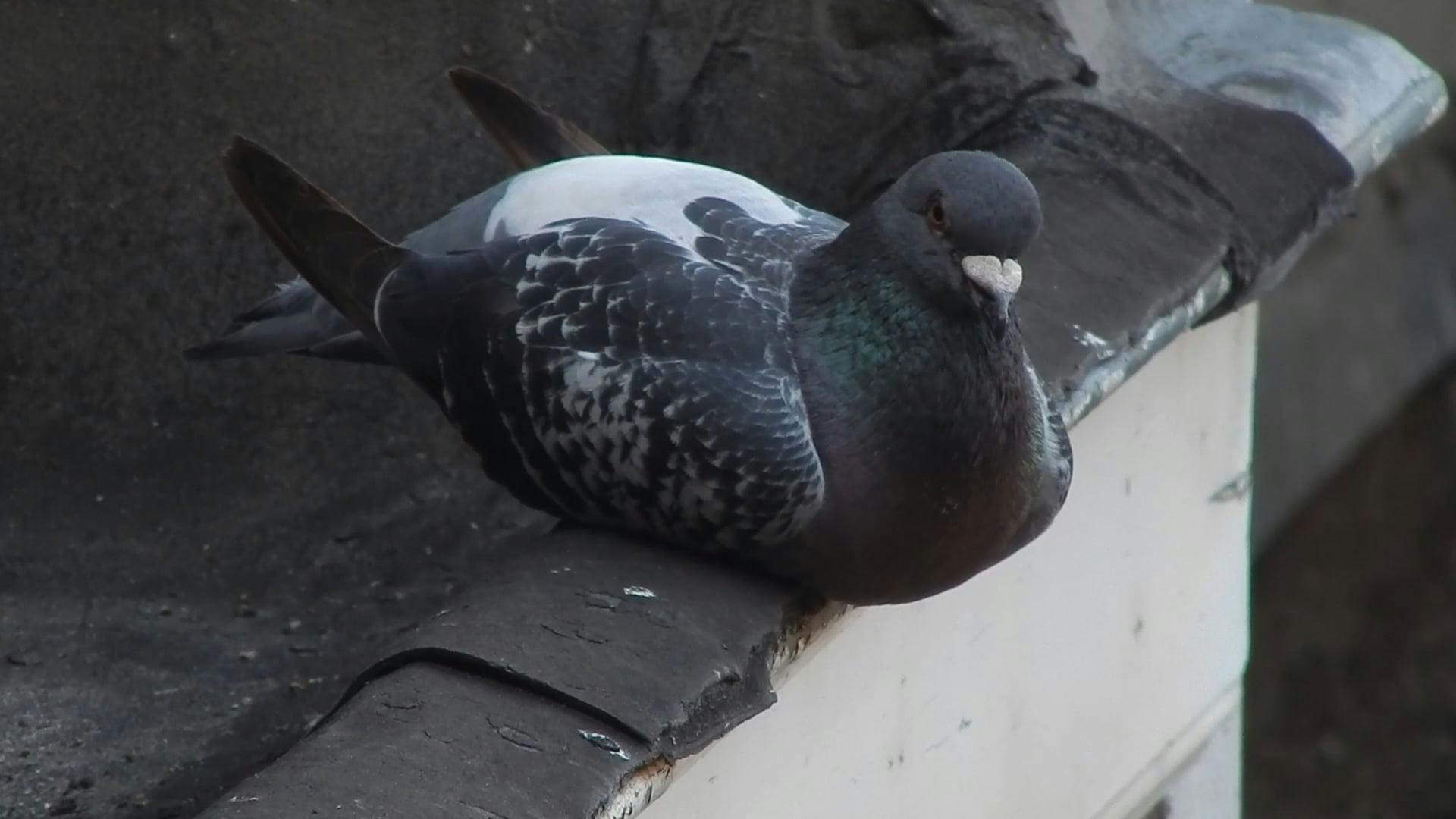 Bird Squatting Videos, Download The BEST Free 4k Stock Video Footage ...