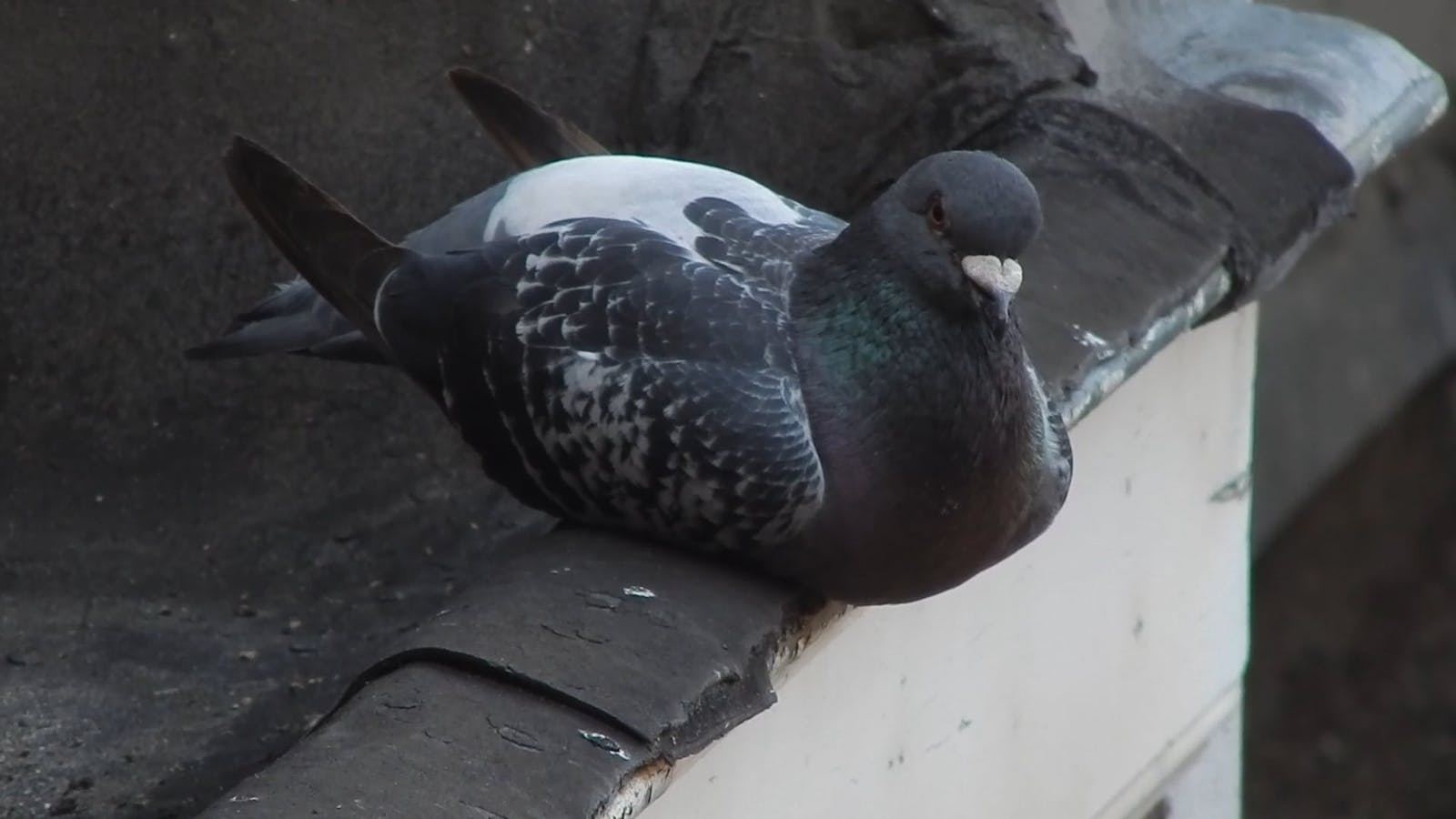 Bird Squatting Videos, Download The BEST Free 4k Stock Video Footage ...