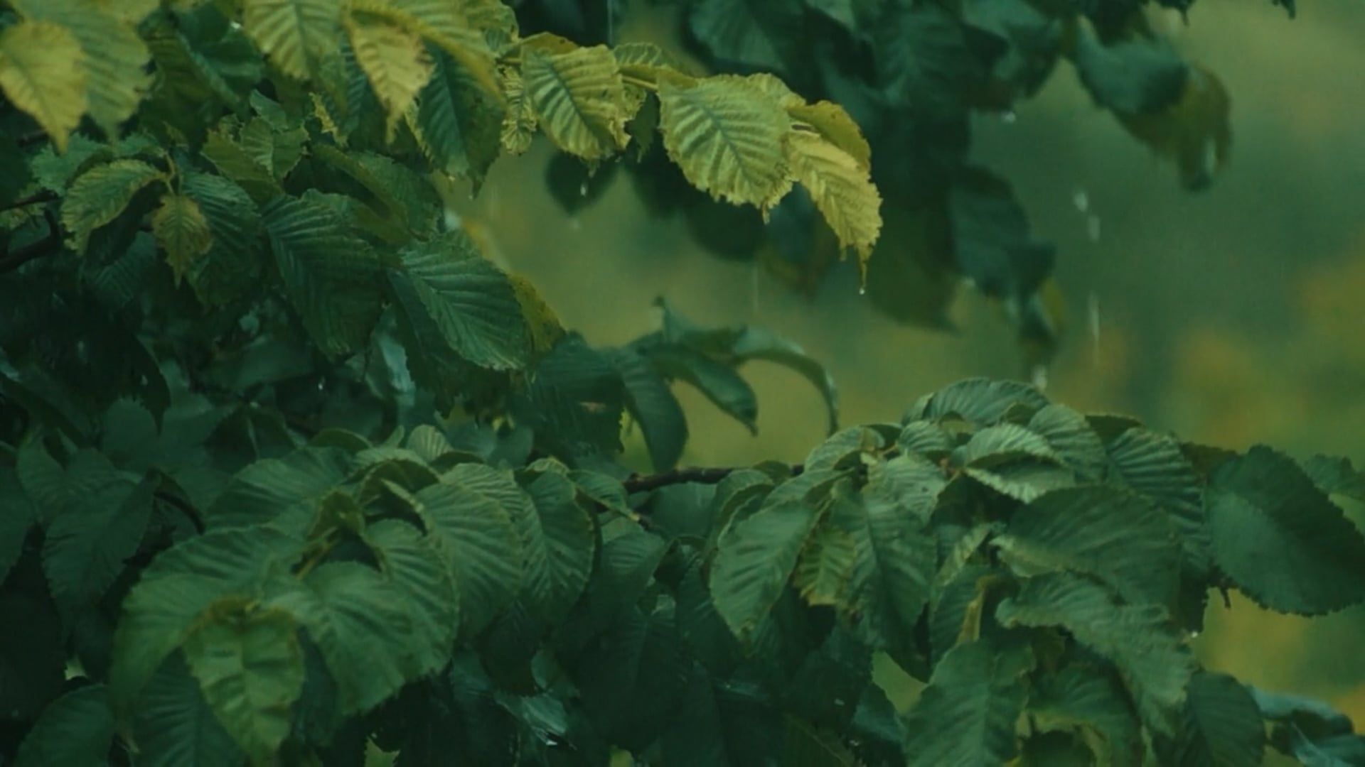 Rain Photos, Download The BEST Free Rain Stock Photos & HD Images