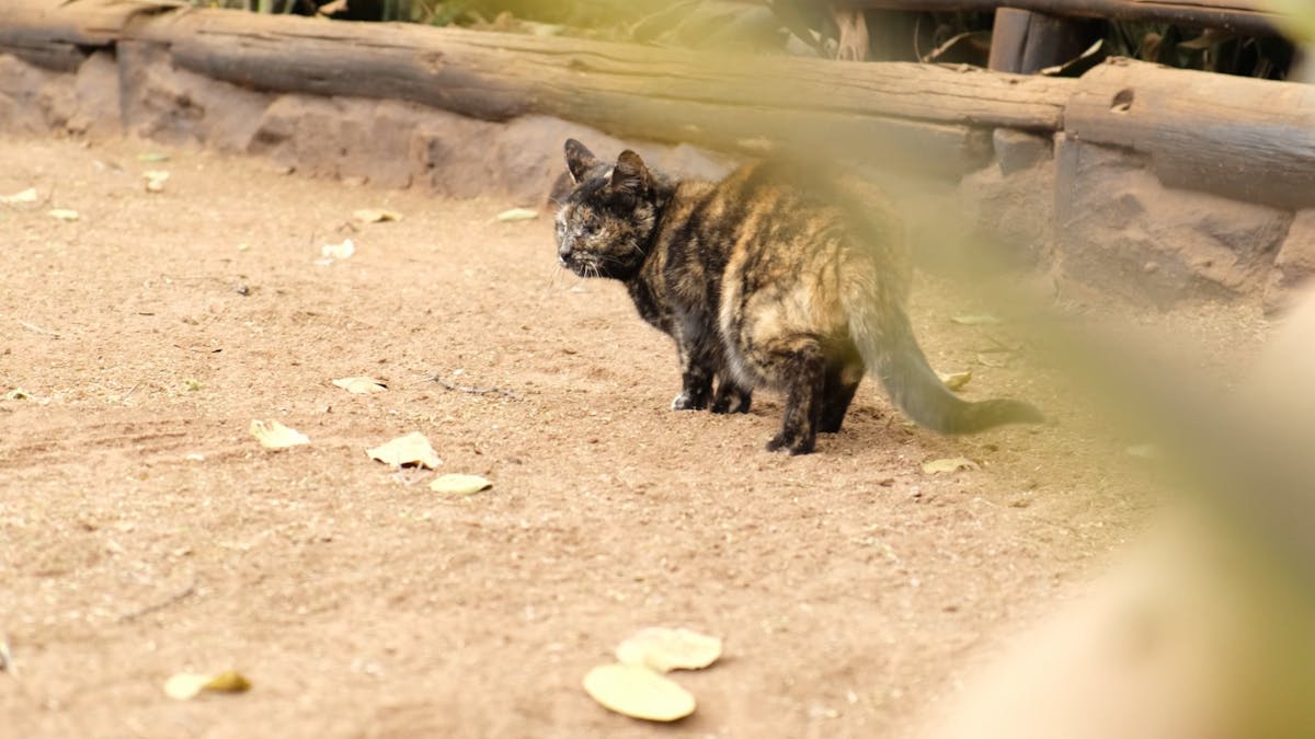 Gf Bj Compilation Videos, Download The BEST Free 4k Stock Video Footage ...