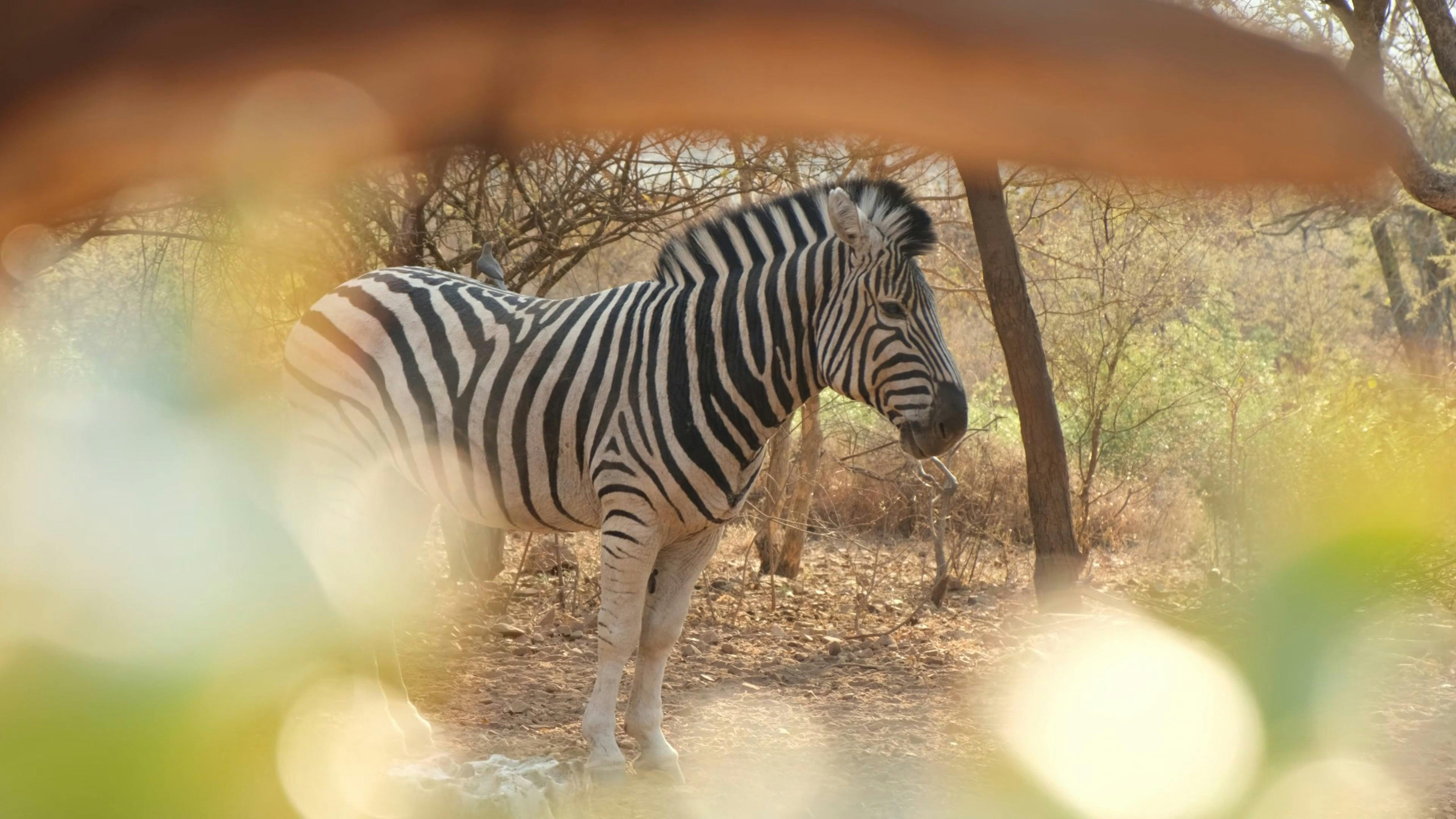 Walking Zebras Videos, Download The BEST Free 4k Stock Video Footage ...