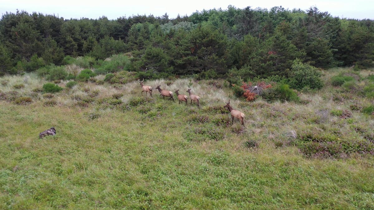 Elk Videos, Download The BEST Free 4k Stock Video Footage & Elk HD ...